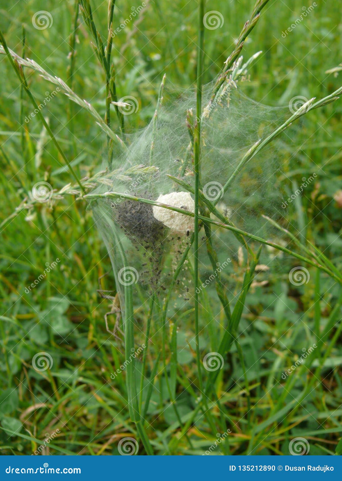 Spider Web in Nature Photo Shoot Stock Photo - Image of spider, nature ...