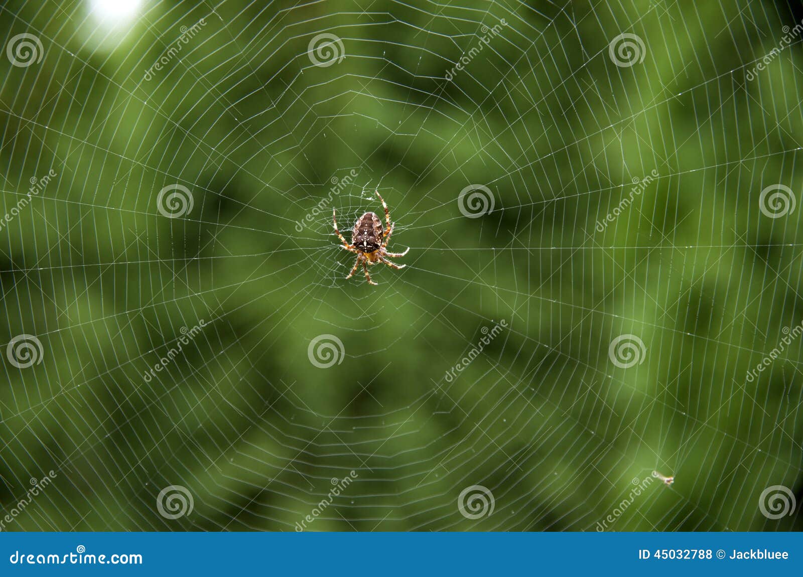 Spider web stock photo. Image of green, nature, spider - 45032788