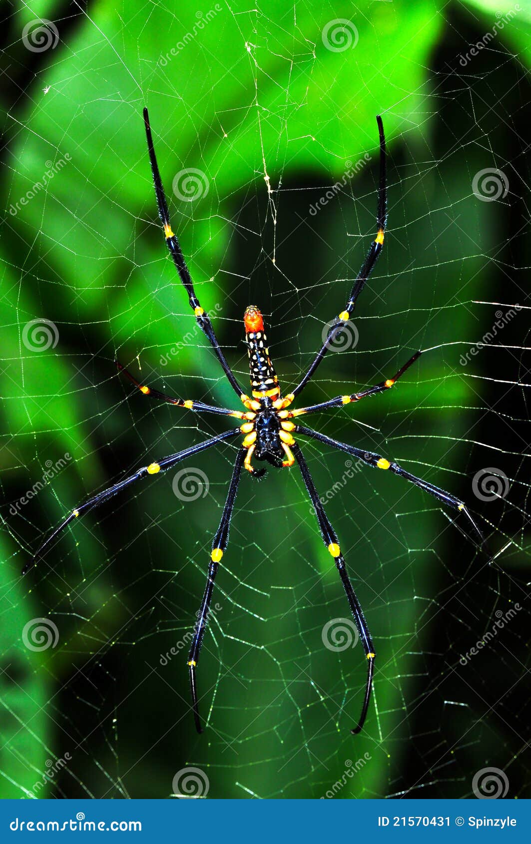 Spider on the Web (Nephila Maculata) Stock Image - Image of black, wild ...