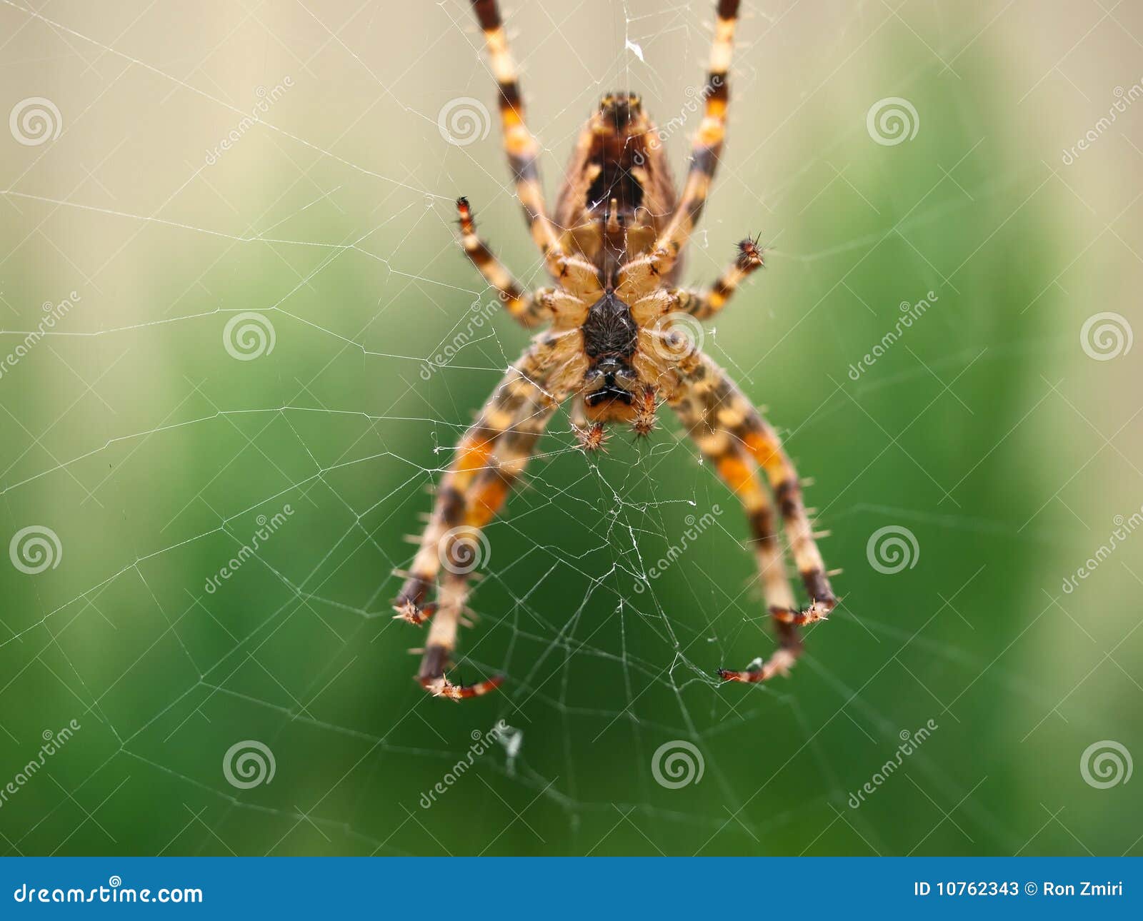 Spider on a web net stock image. Image of insect, arachnophobia - 10762343
