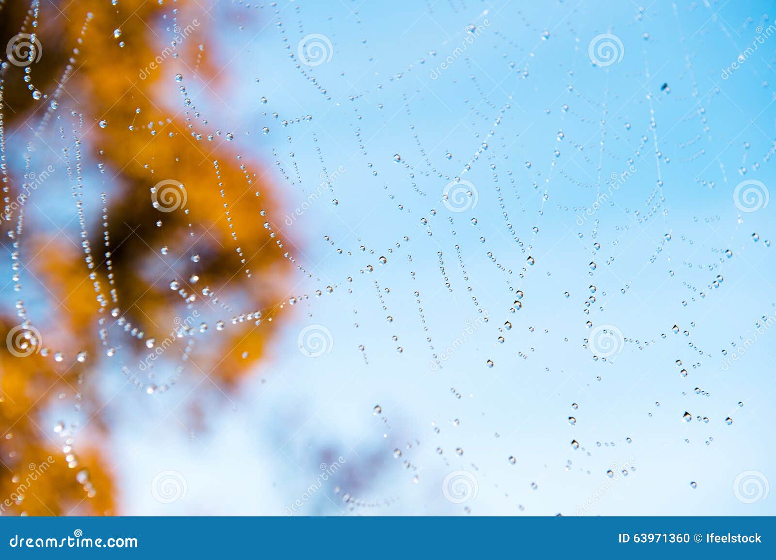 Spider Web Net with Beautiful Rain Dew Drops Stock Photo - Image of ...