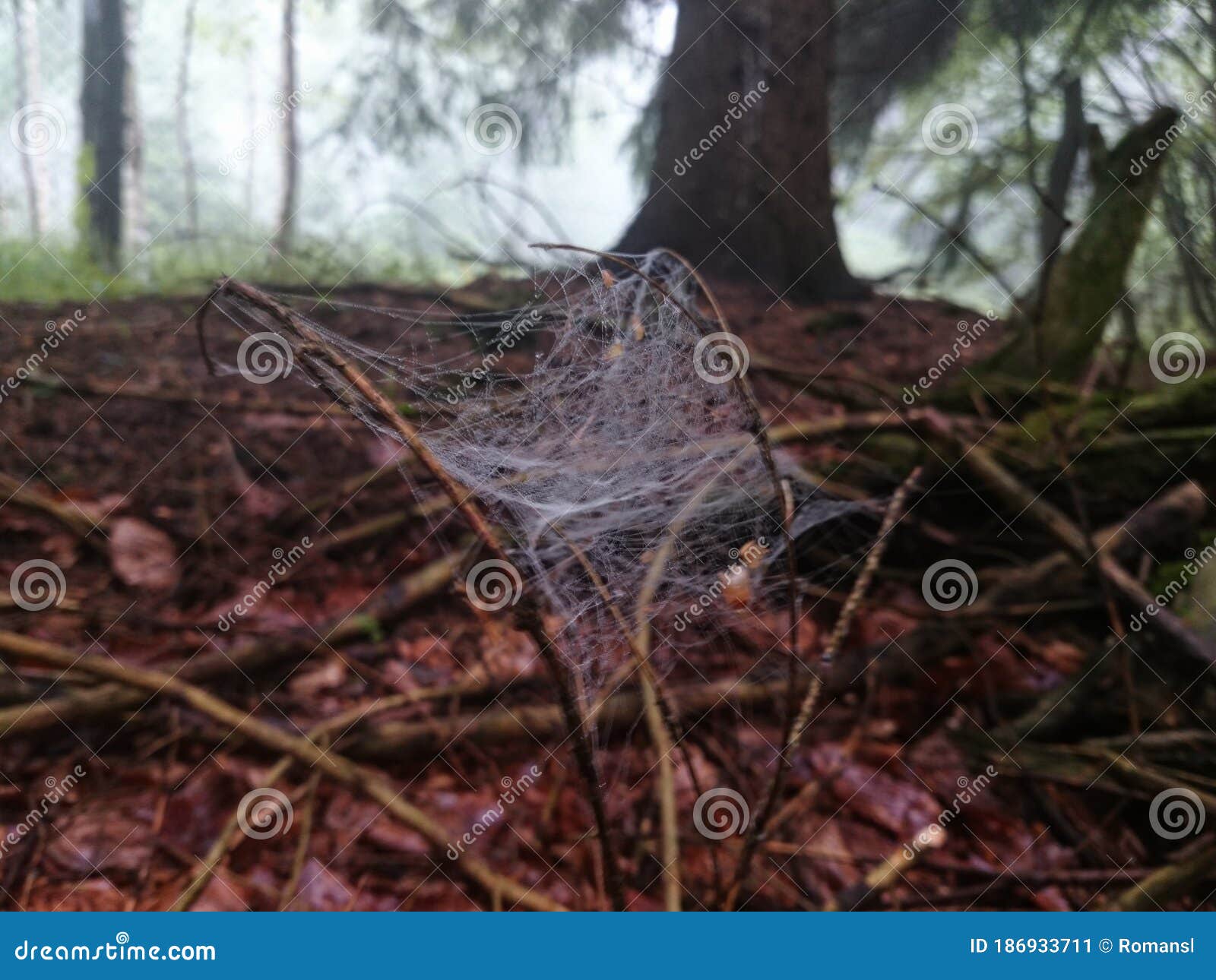 Spider Web, Spider Net and Pattern. Morning Sun in a Forest Stock Image ...