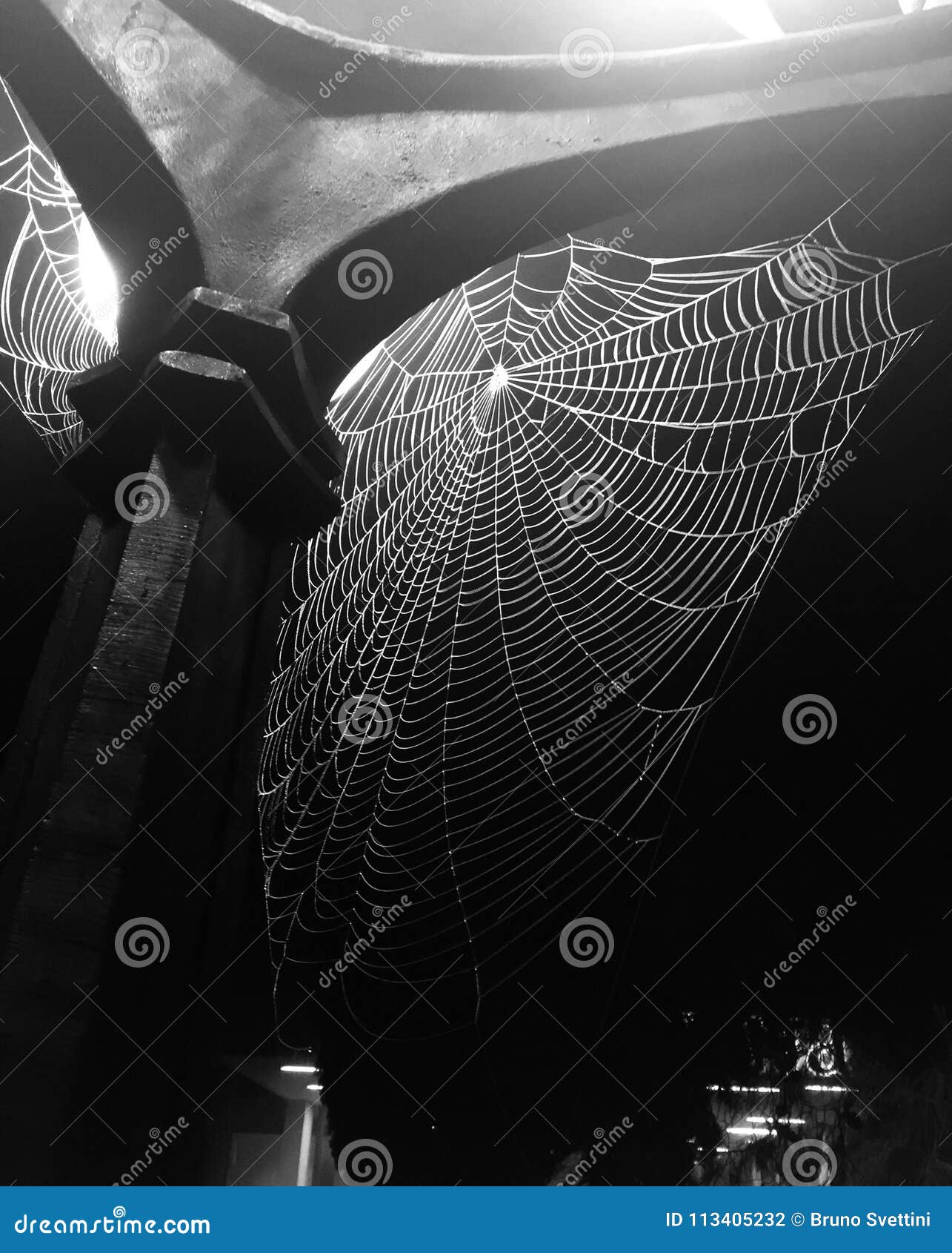 Spider web stock photo. Image of black, night, spider - 113405232