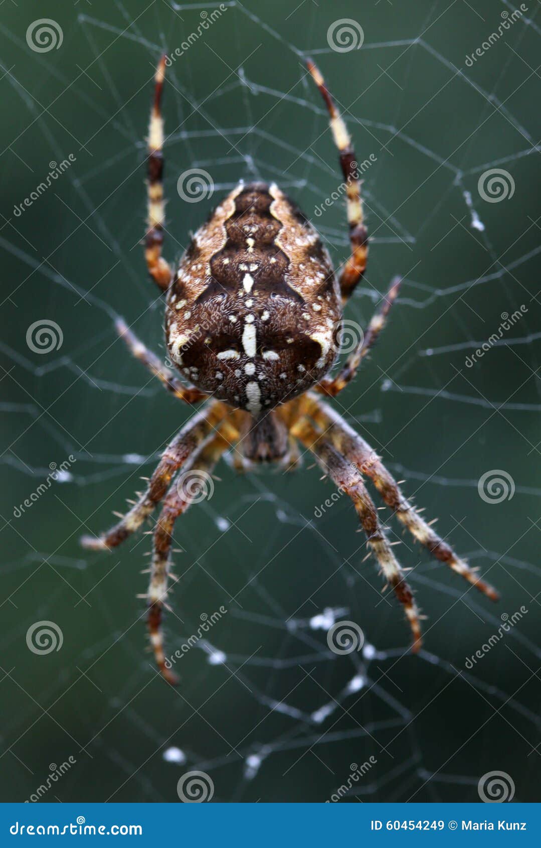 Spider on the web at night stock image. Image of suspended - 60454249
