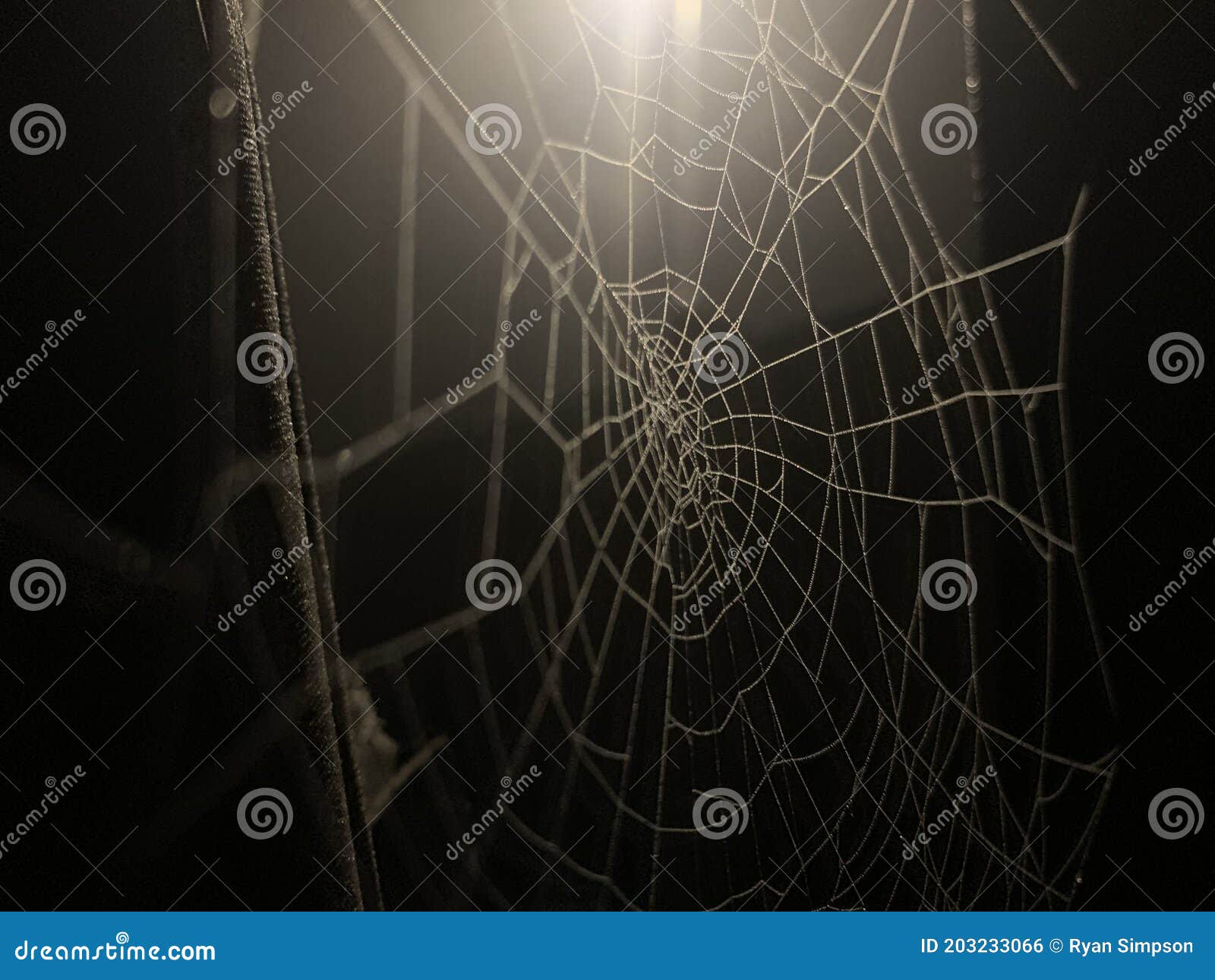 Spider web stock photo. Image of silk, spinnerets, spiderweb - 203233066