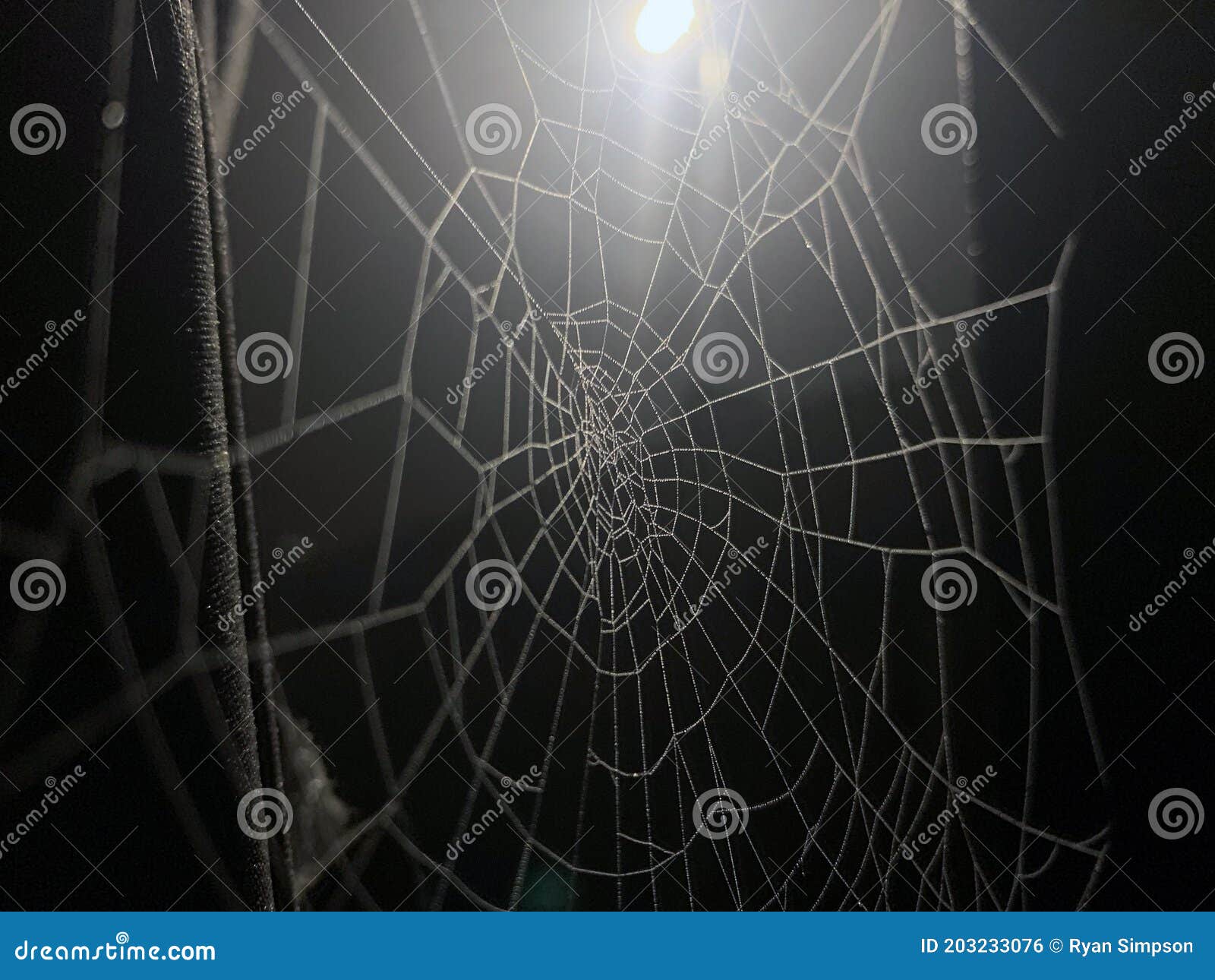 Spider web at night stock photo. Image of symmetric - 203233076
