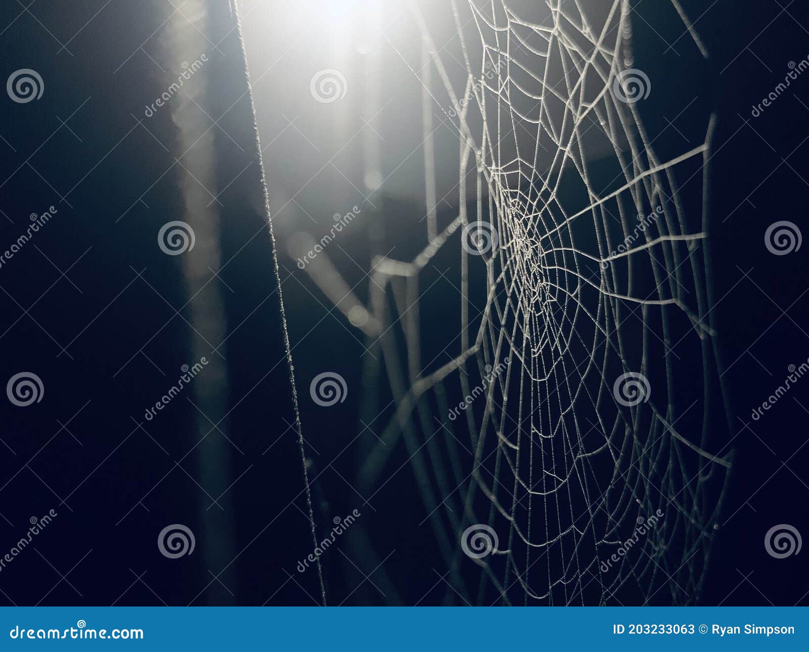 Spider Web at Night Landscape Stock Image - Image of catch, cobweb ...