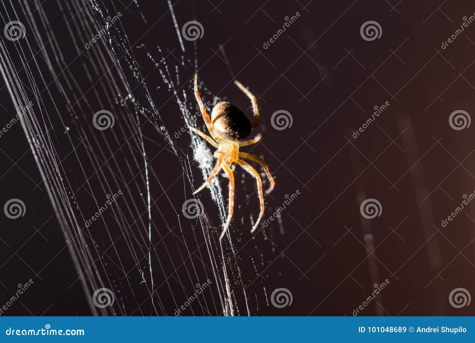 Spider on the web at night stock image. Image of underside - 101048689