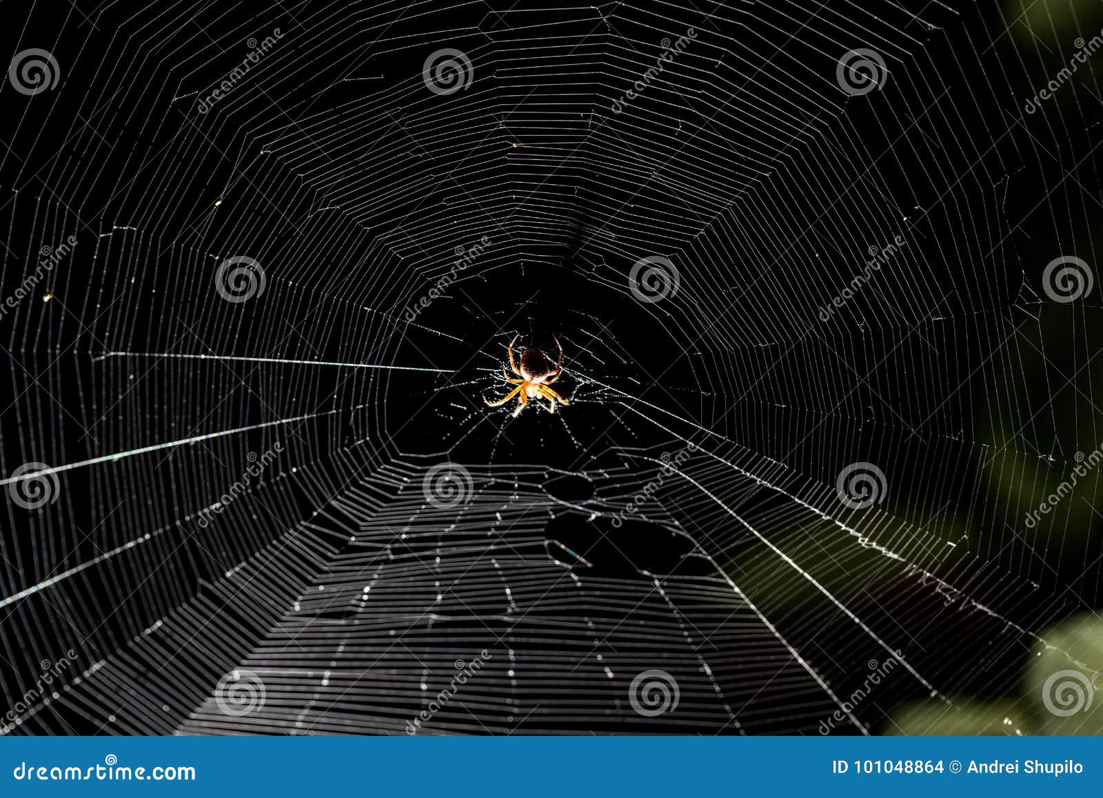 Spider on the web at night stock photo. Image of underside - 101048864