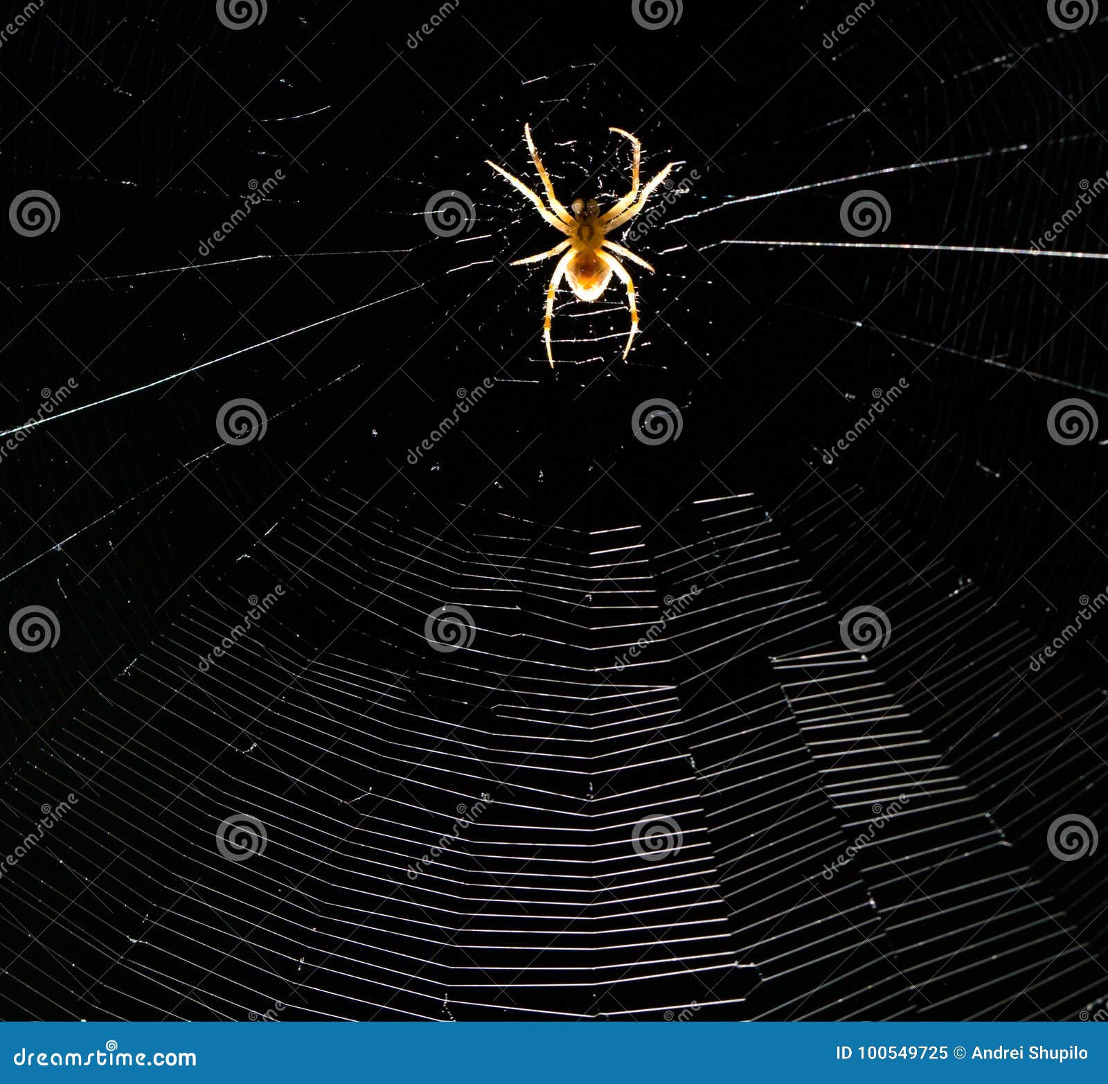 Spider on the Web at Night . Stock Image - Image of european, webbing ...