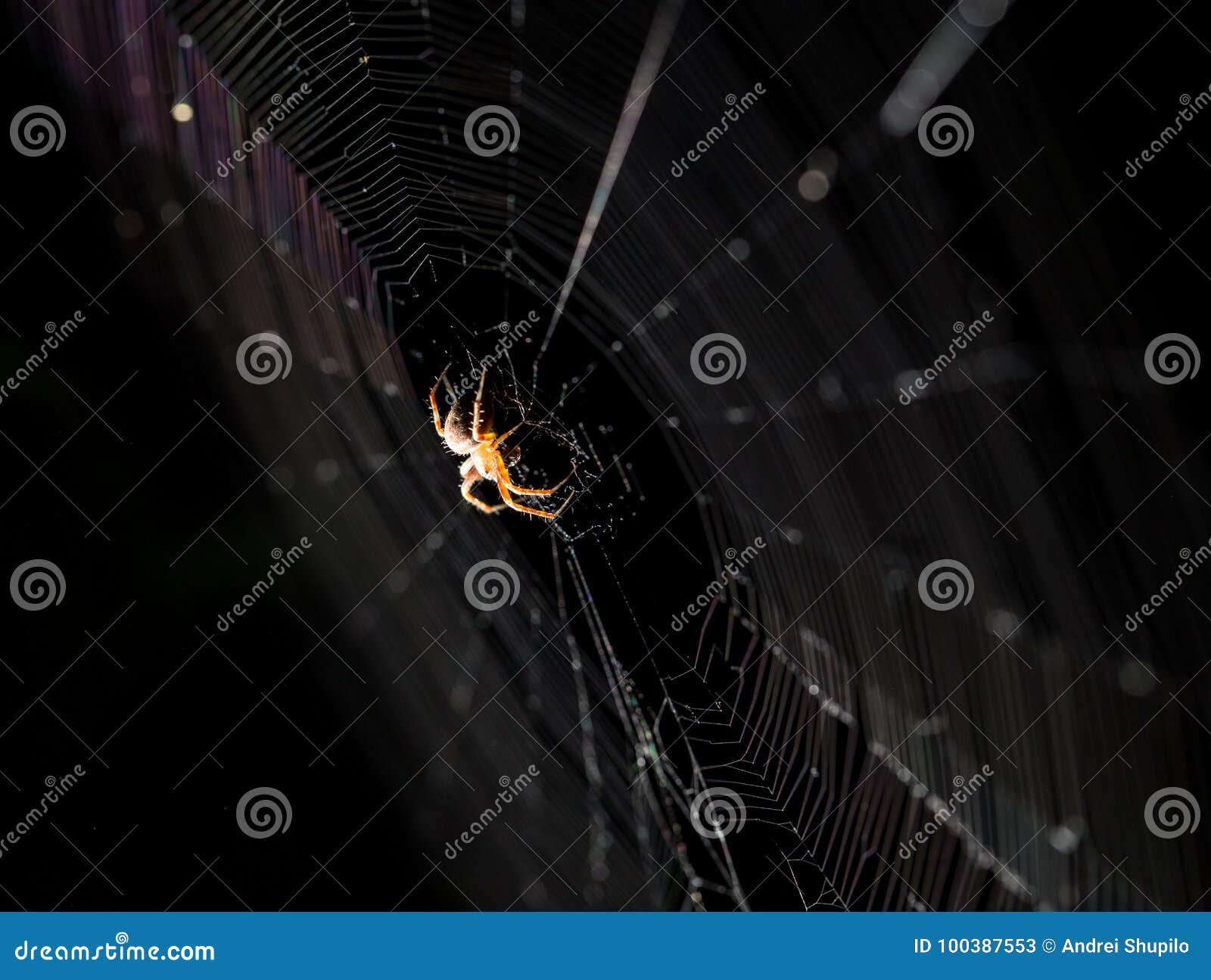 Spider on the web at night stock image. Image of night - 100387553