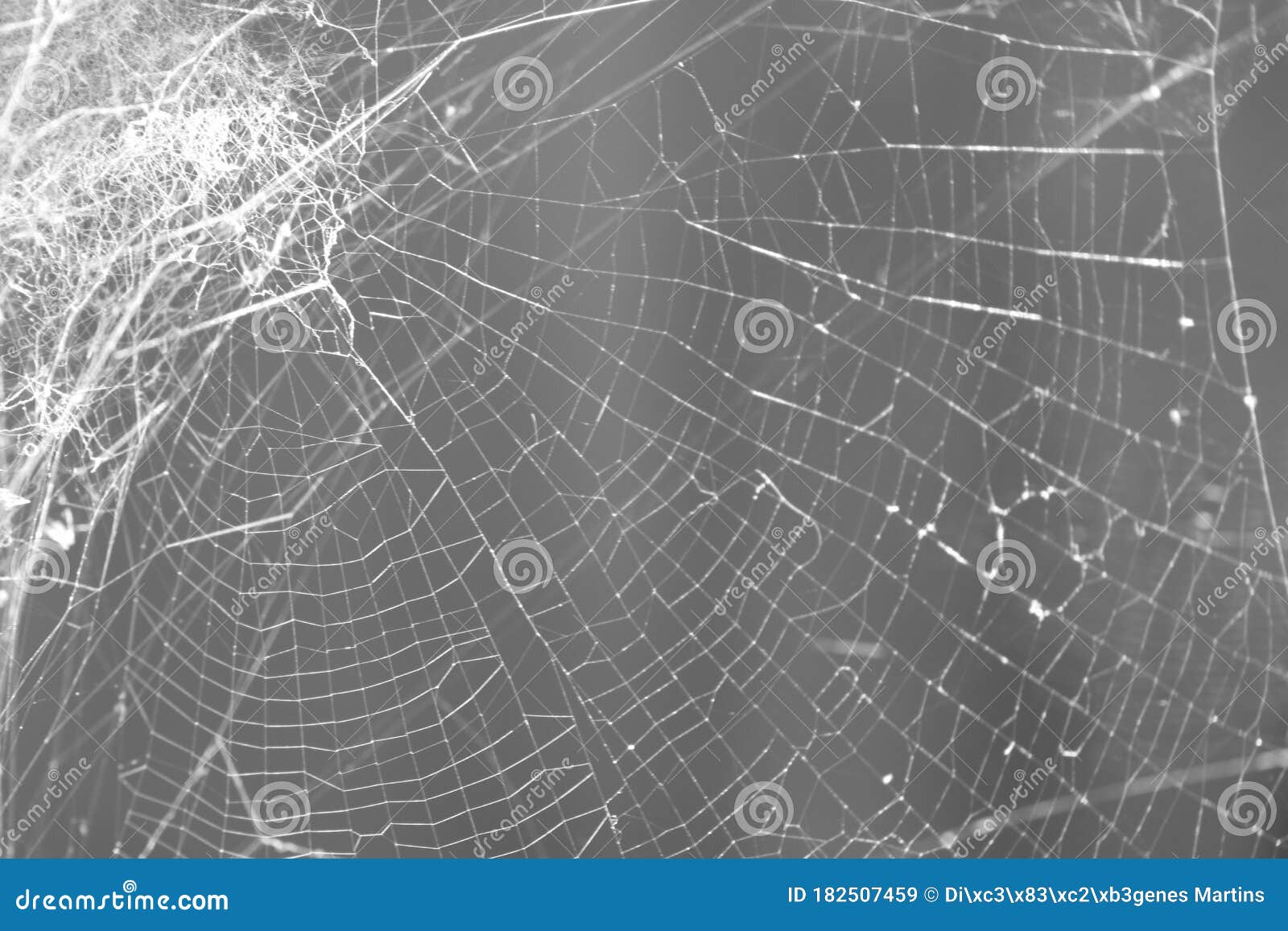 Spider Web Gray Background Black and White Stock Image - Image of ...