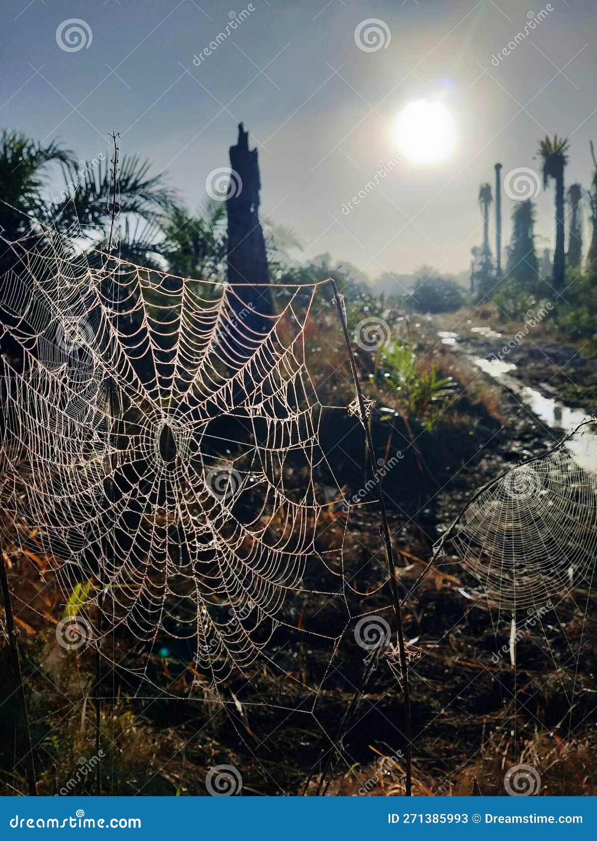 Spider Web In The Oil Palm Plantation Stock Image Image Of Landscape Plant 271385993