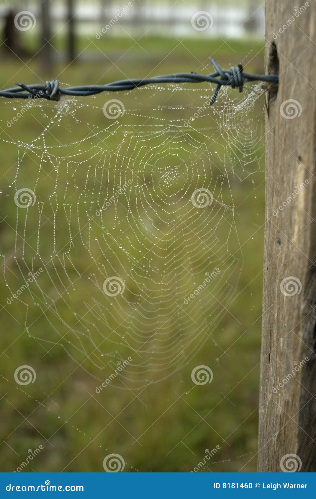 Spider web on Old Fence stock photo. Image of trees, spiders - 8181460