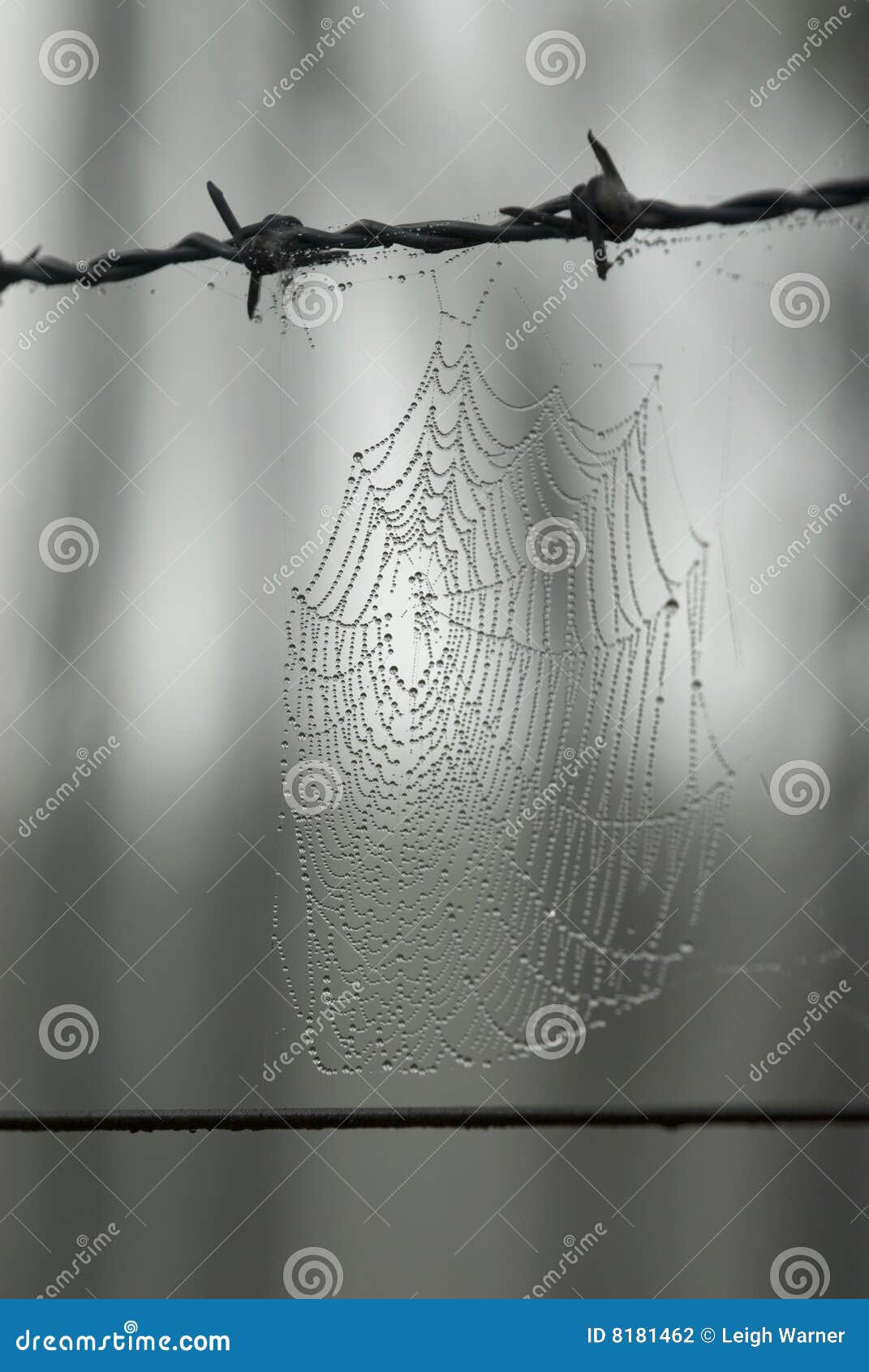 Spider Web on Old Fence stock photo. Image of trees, cobwebs - 8181462