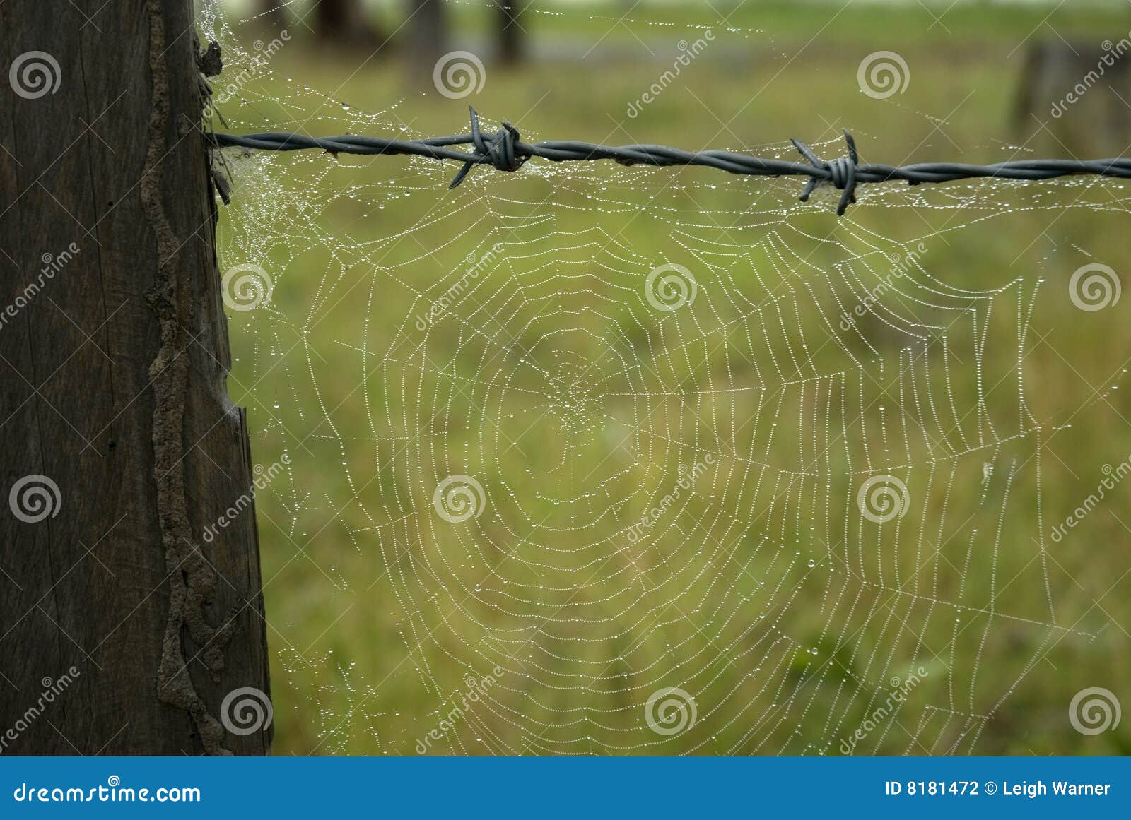Spider Web on Old Fence stock photo. Image of cobwebs - 8181472