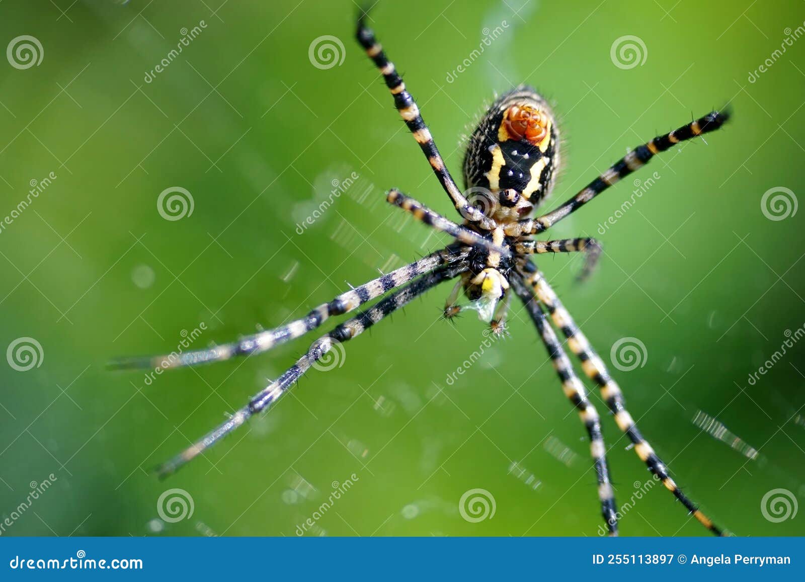 Spider Spinneret Observed In A Scanning Electron Microscope Royalty ...
