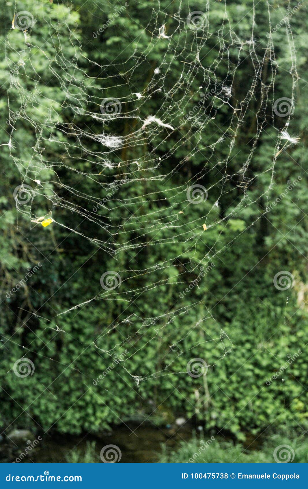 Spider web over the green stock photo. Image of nature - 100475738