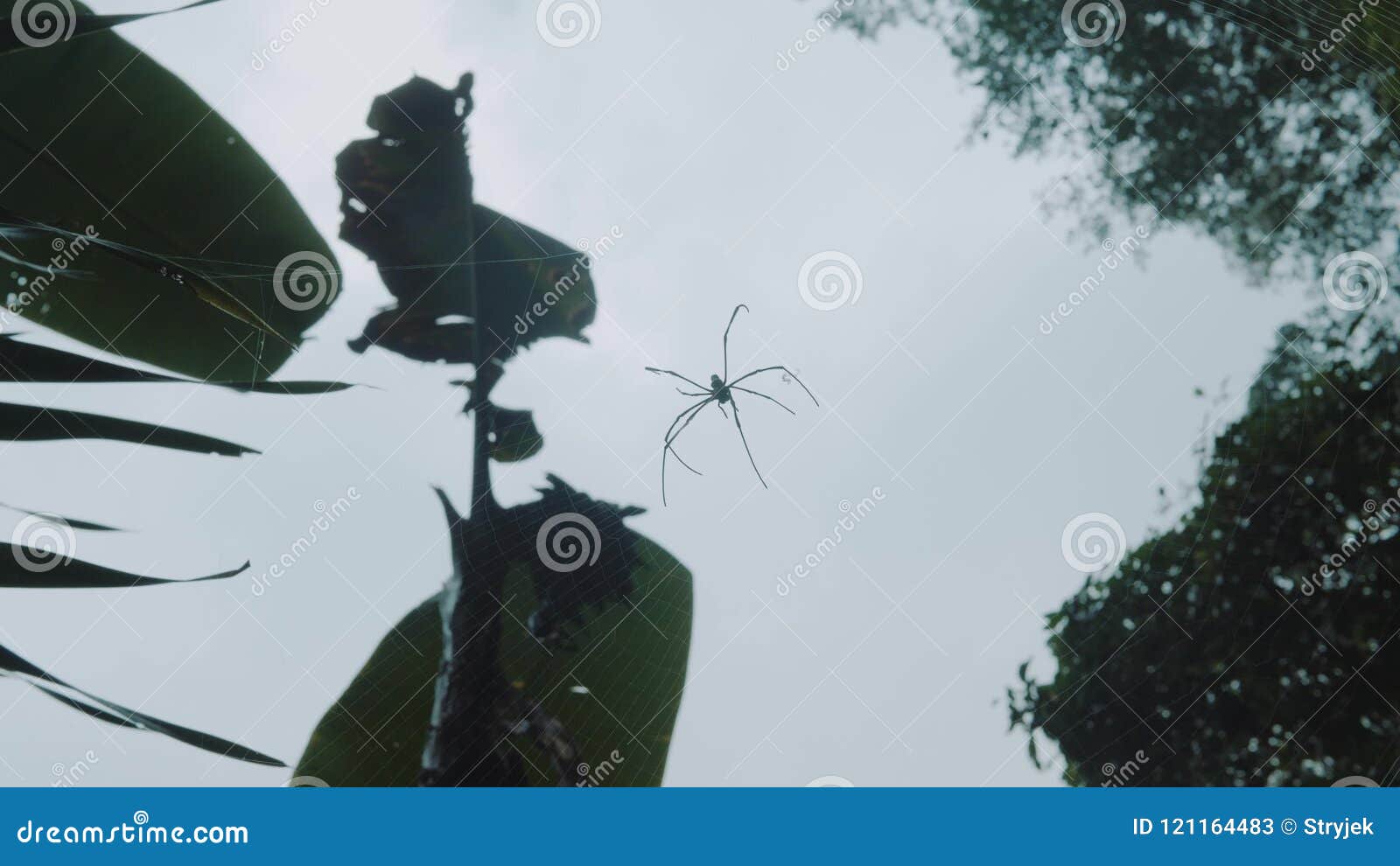 Spider on web over sky stock video. Video of bottom - 121164483
