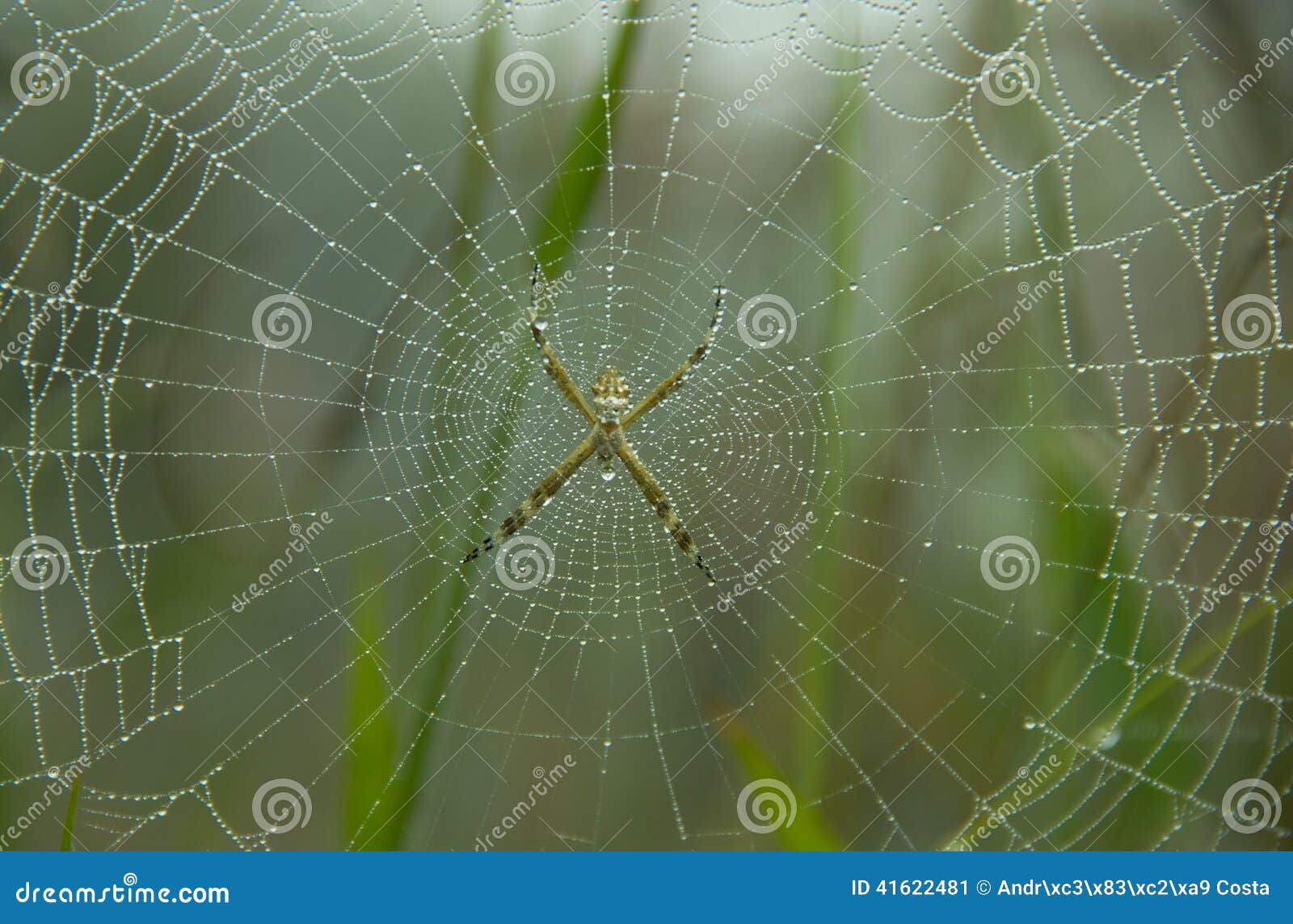 Spider and Web stock image. Image of small, paired, spider - 41622481