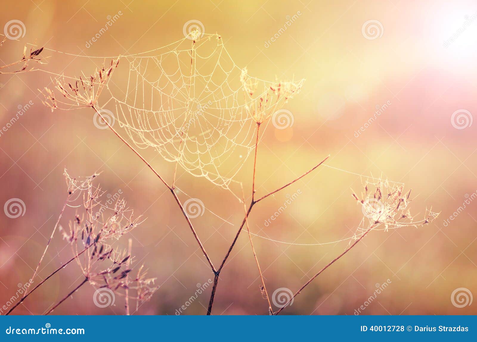 Spider web stock photo. Image of pink, circle, softness - 40012728