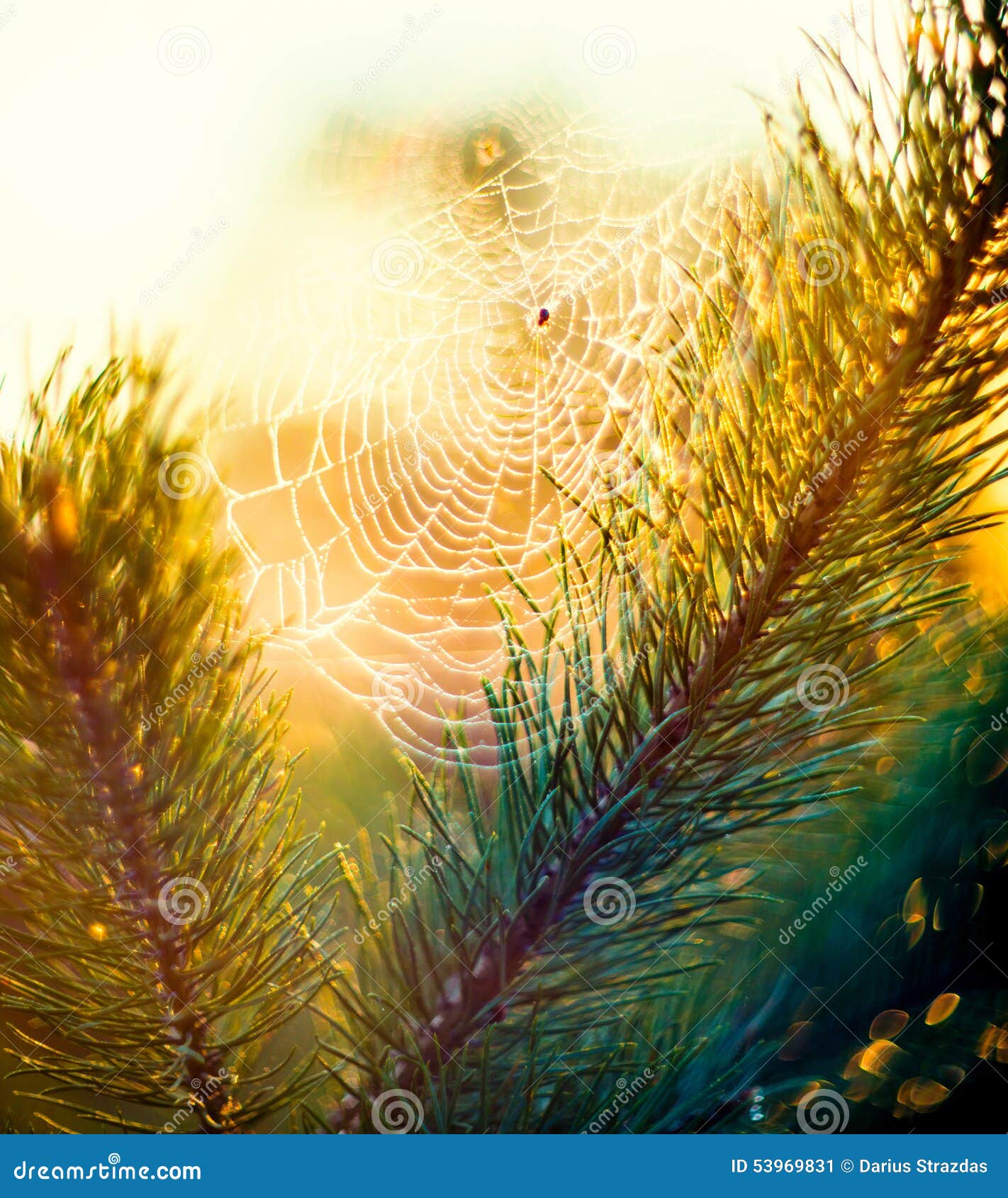 Spider web stock image. Image of beautiful, green, focus - 53969831