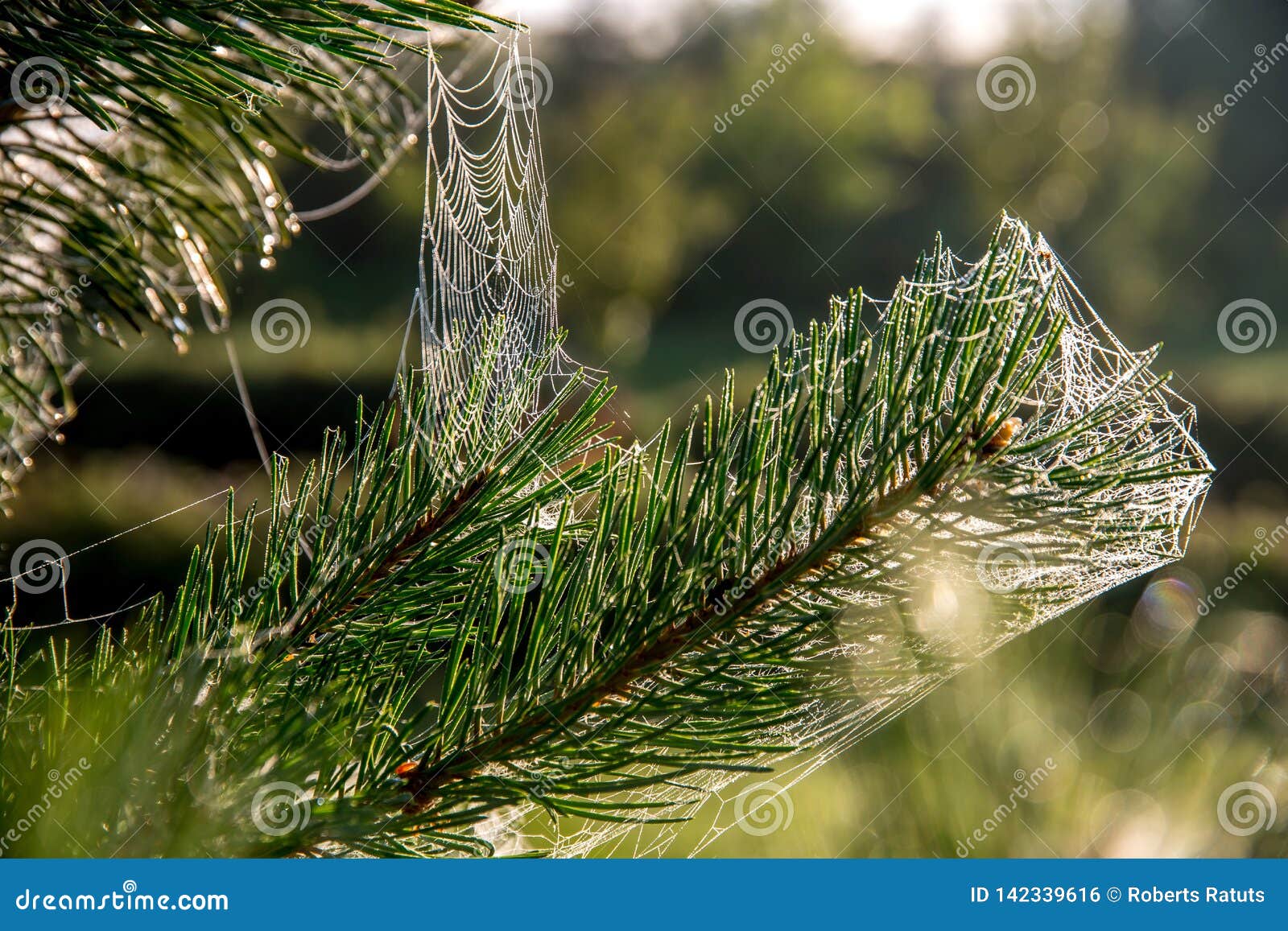 Spider Web on the Pine Tree Branch Stock Photo - Image of branch, drop ...