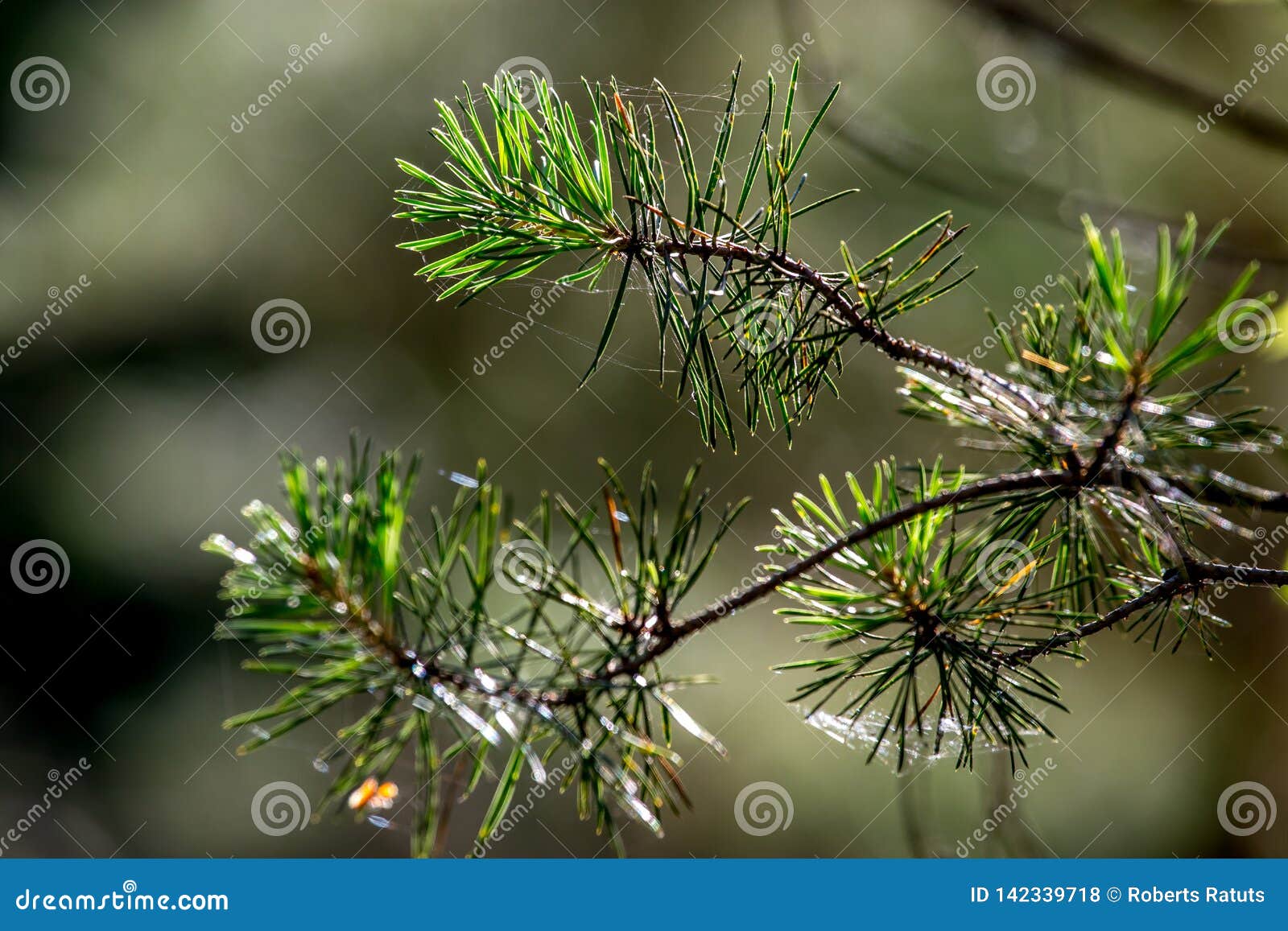 Spider Web on the Pine Tree Branch Stock Photo - Image of green ...