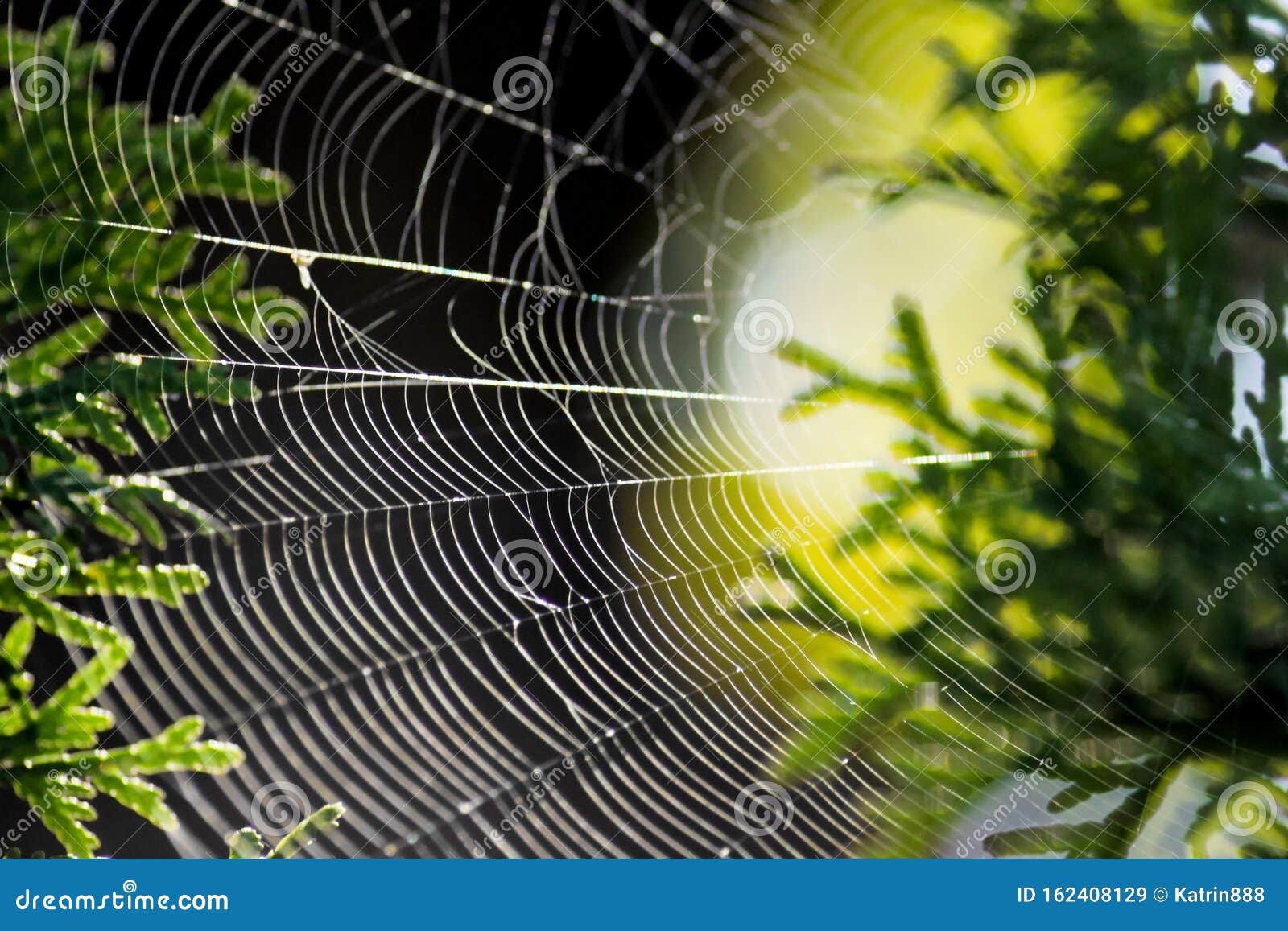 Spider Web on Pine Tree Close-up Stock Image - Image of danger, green ...