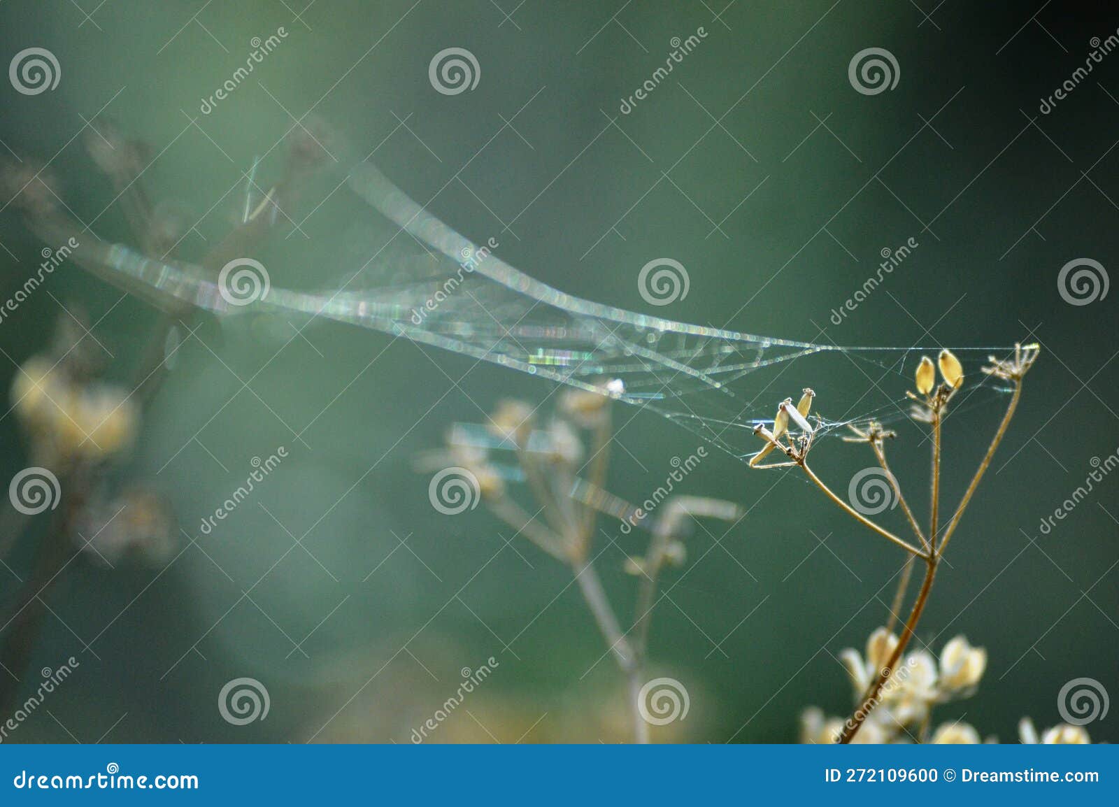 Spider web on a plant stock photo. Image of wing, leaf - 272109600