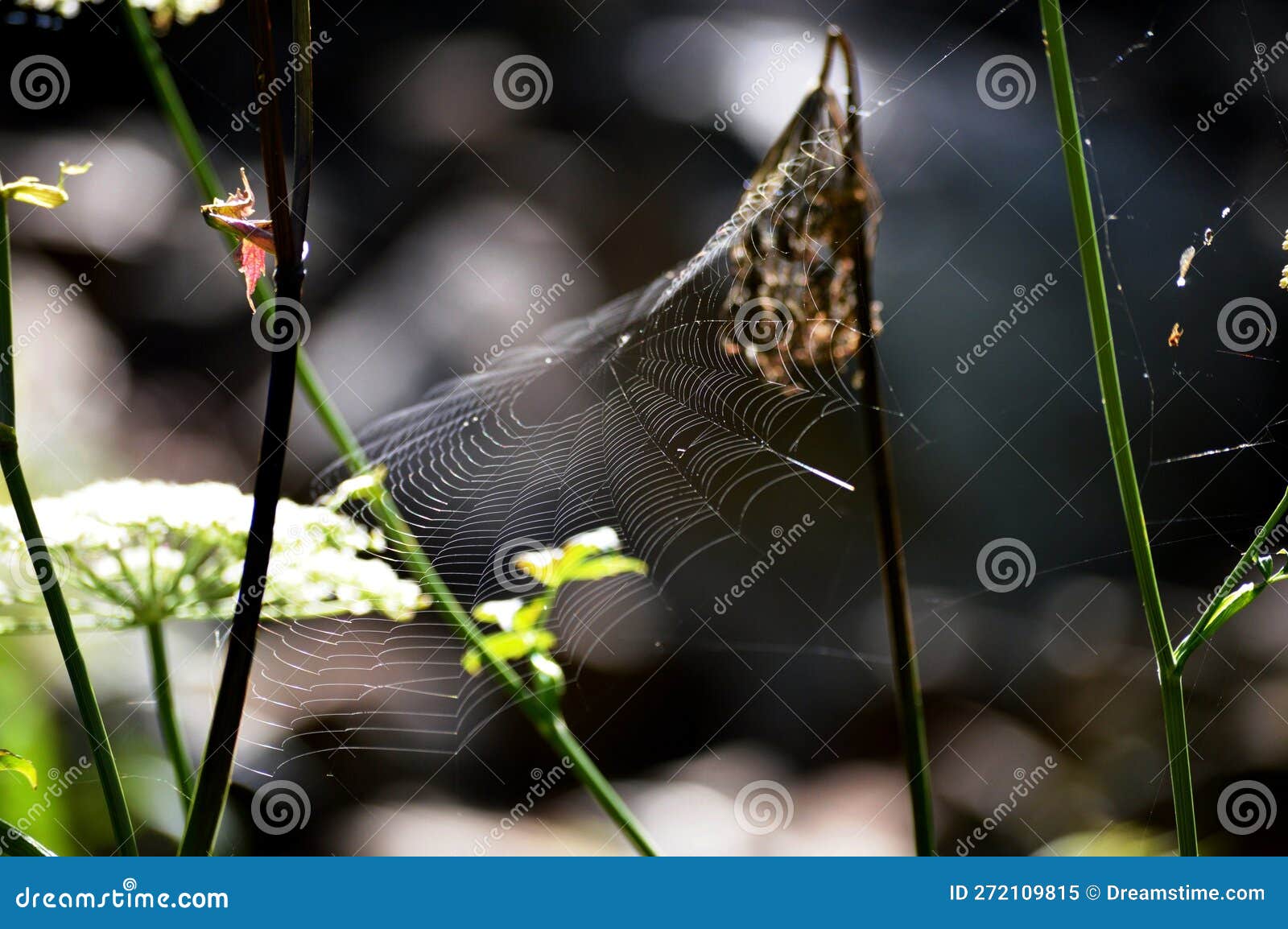 Spider web on a plant stock image. Image of spider, arthropod - 272109815