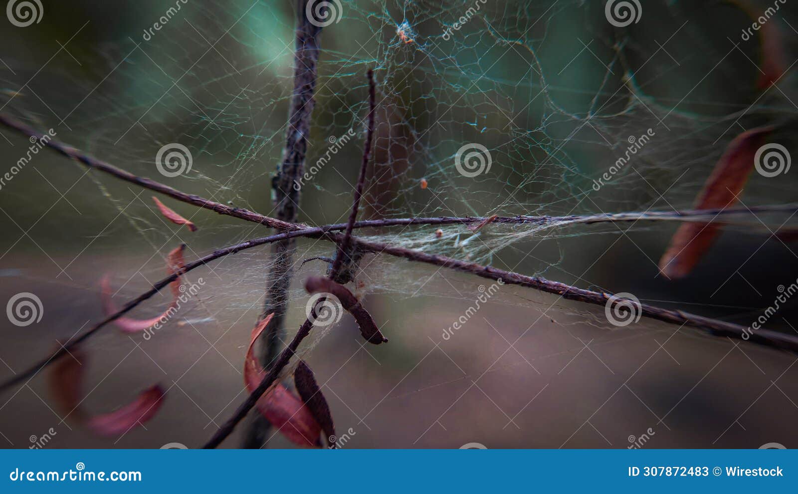 A Spider Web on the Branches of a Plant Near a Tree Stock Image - Image ...