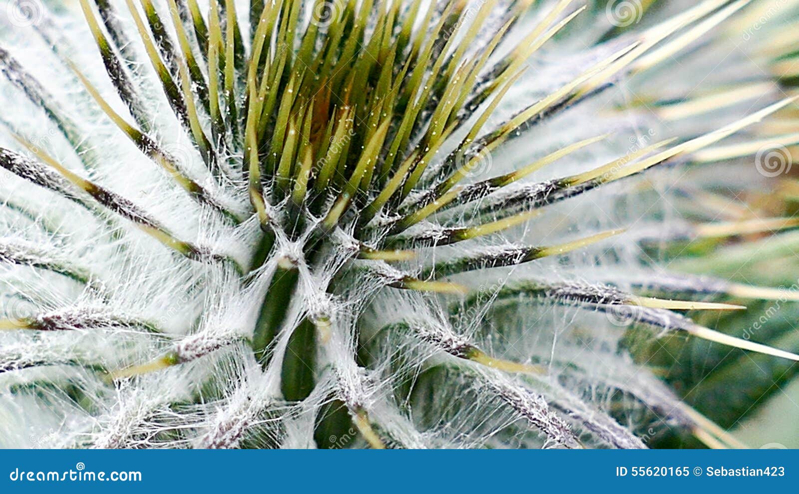 Spider web plant stock image. Image of nature, defense - 55620165