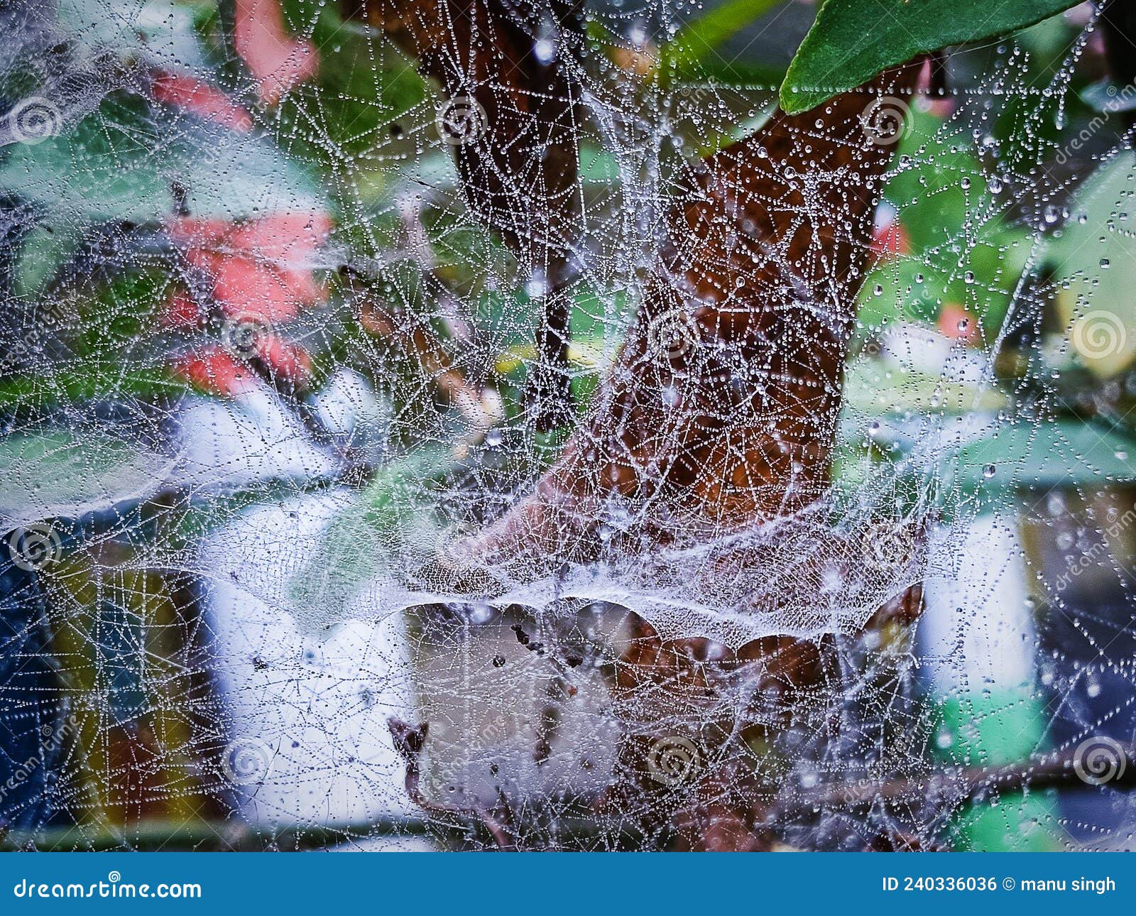 Spider web on the plants stock photo. Image of love - 240336036