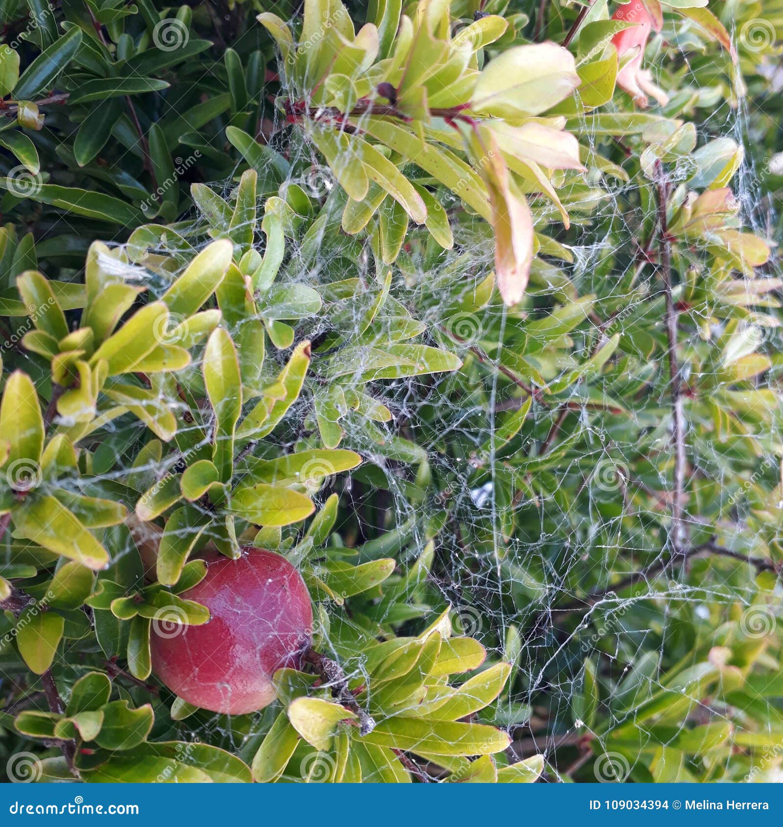 Spider web stock photo. Image of spider, fruit, growing - 109034394