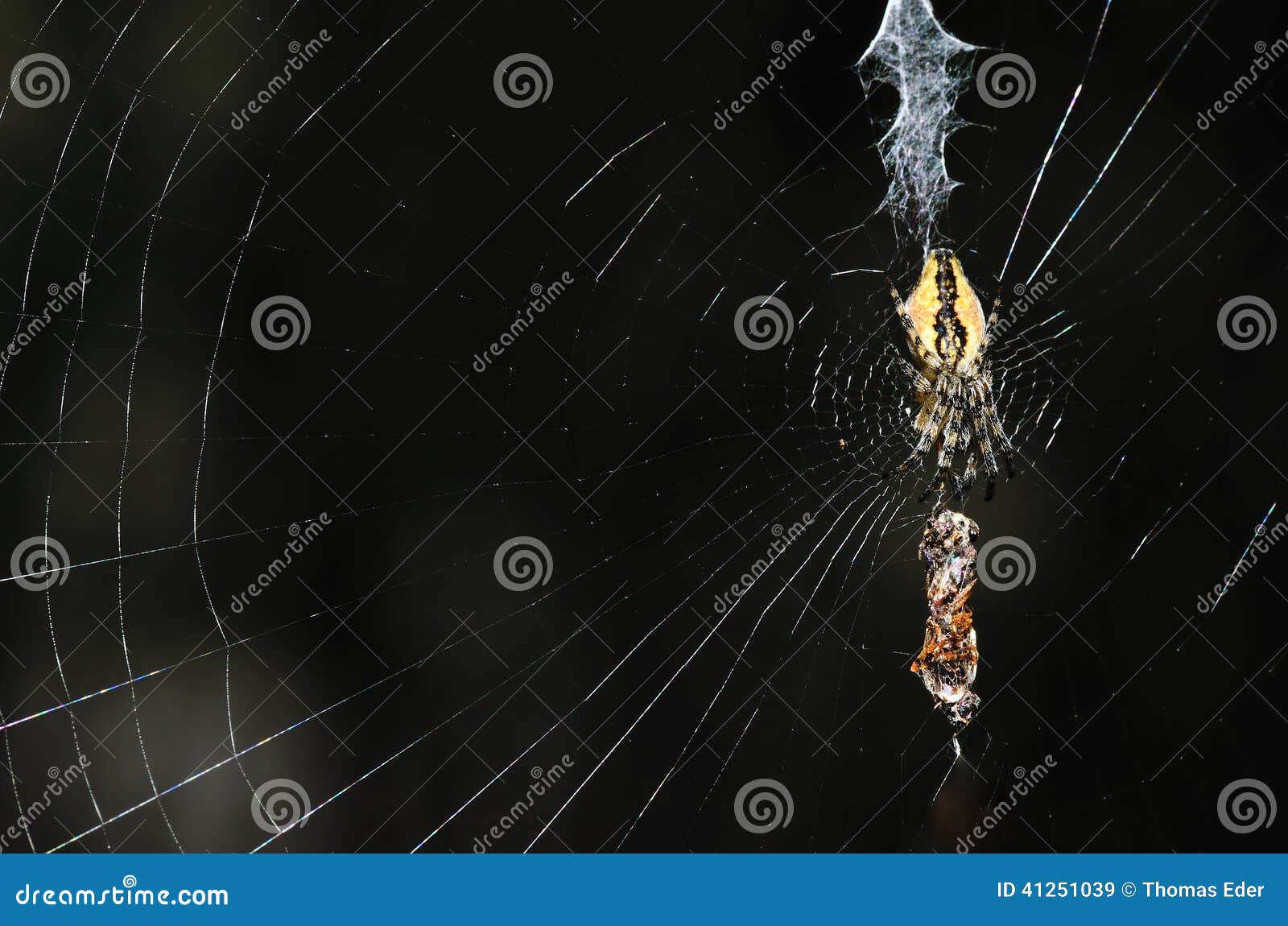 Spider in web with prey stock image. Image of insects - 41251039