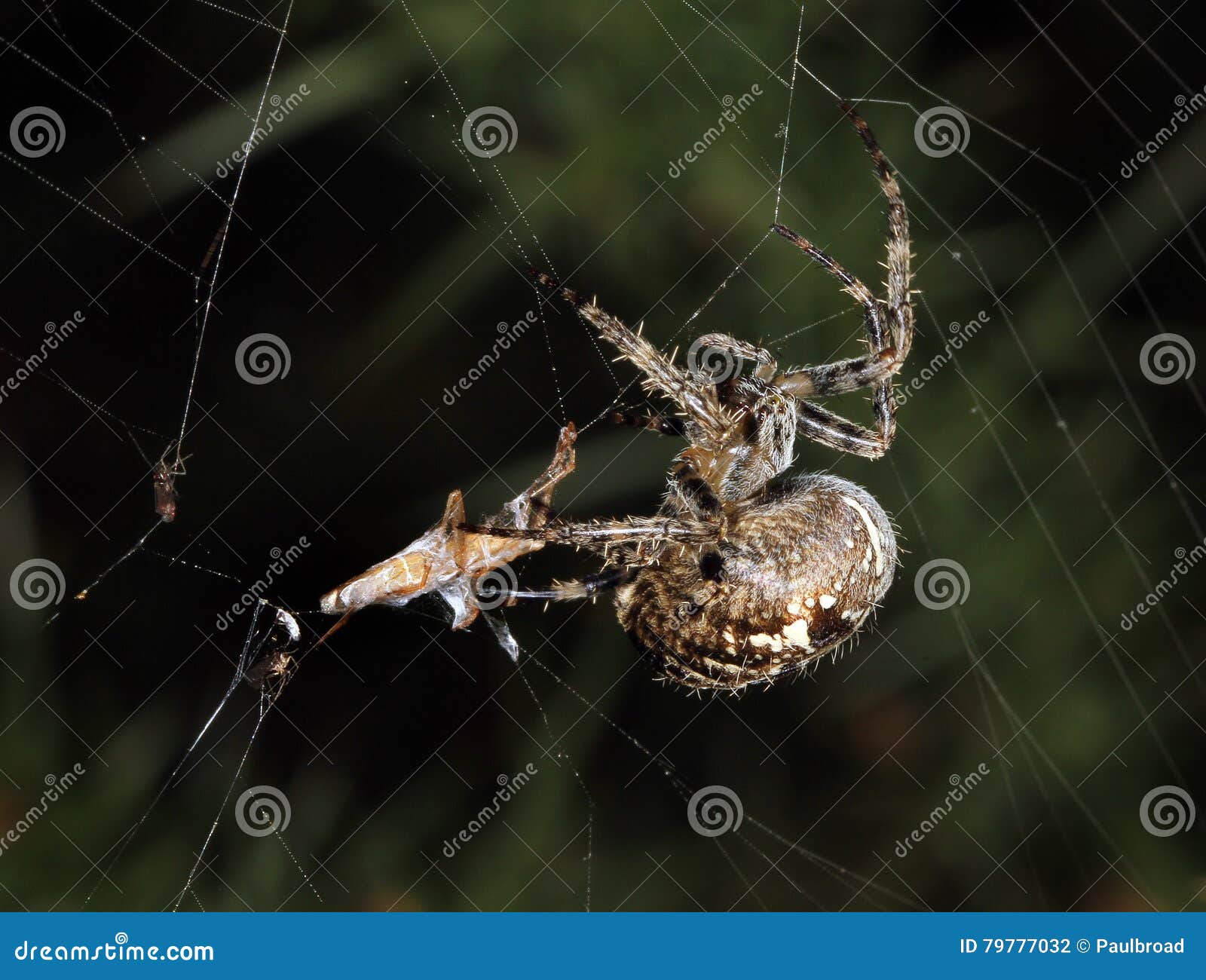 Spider in web with prey. stock photo. Image of outdoor - 79777032
