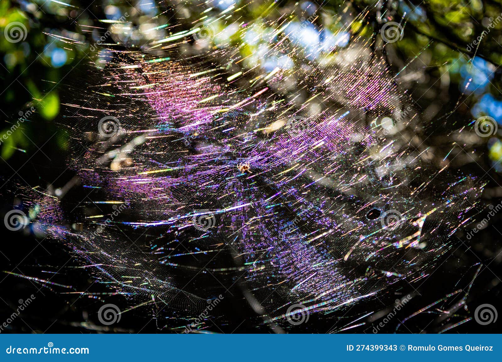 Spider Web with Psychedelic Coloring Due To the Incidence of Sunlight ...