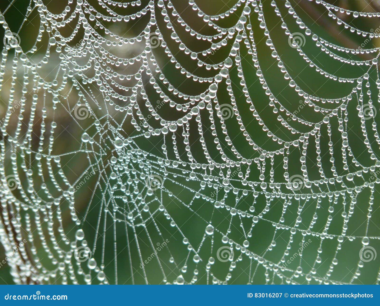 Spider Web With Rain Drops Picture. Image: 83016207