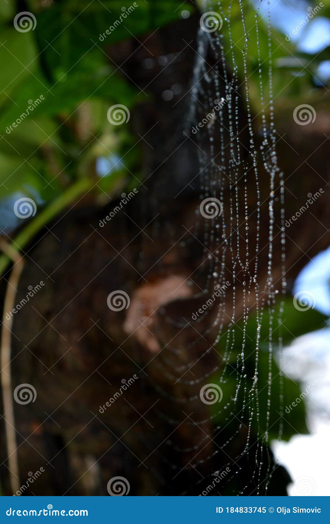 Spider web with raindrops stock image. Image of raindrops - 184833745