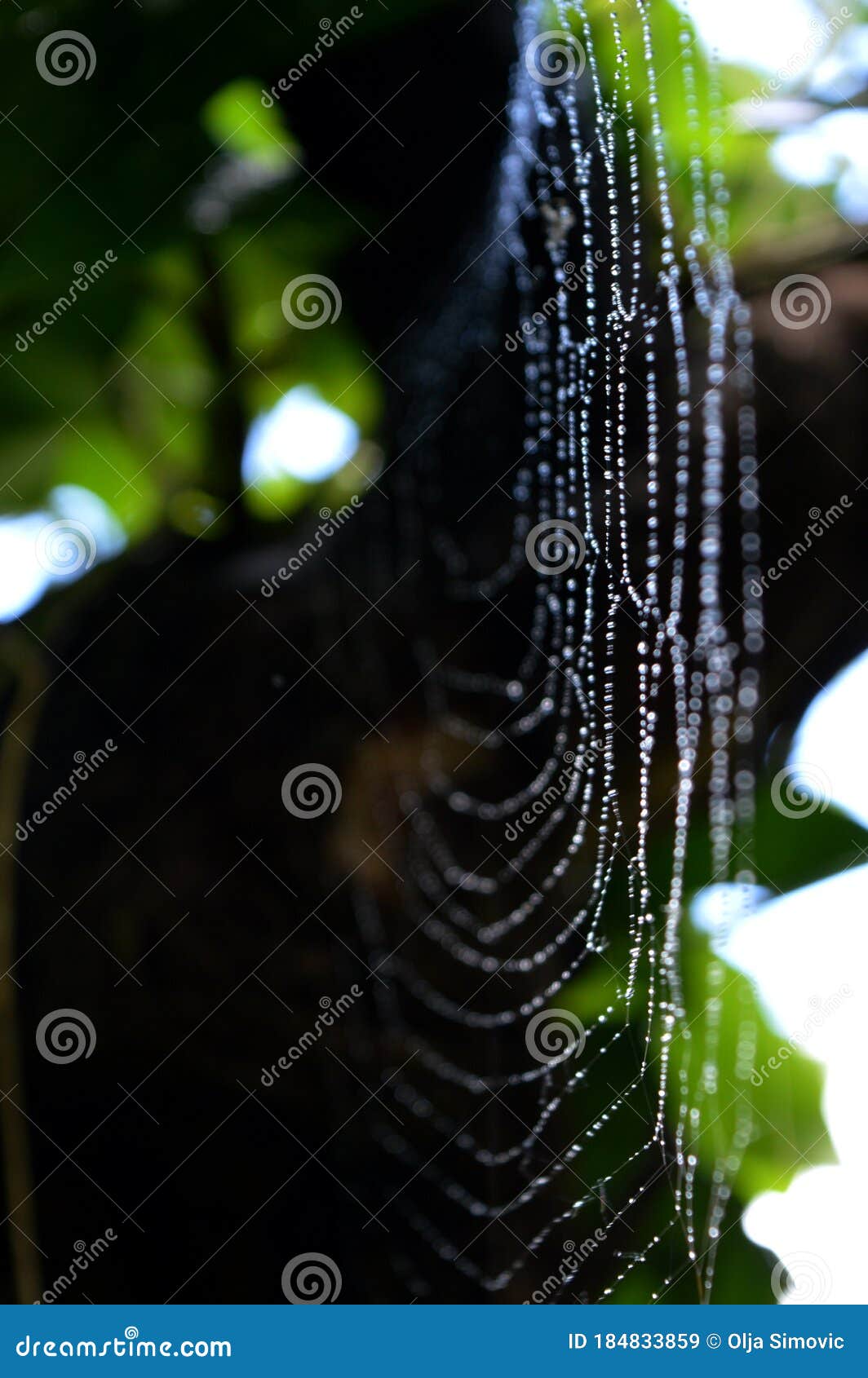 Spider web with raindrops stock image. Image of drops - 184833859