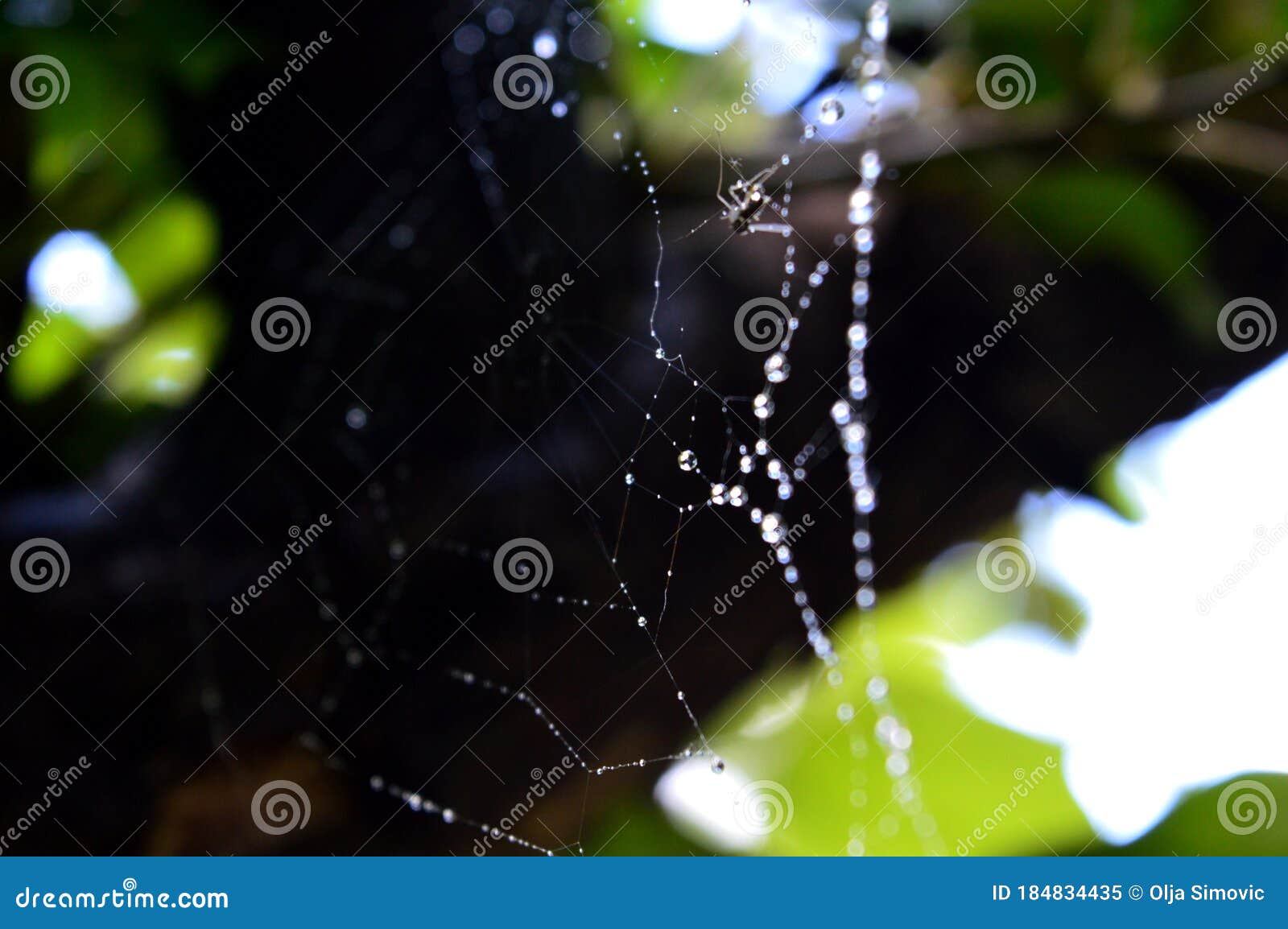 Spider web with raindrops stock image. Image of spider - 184834435