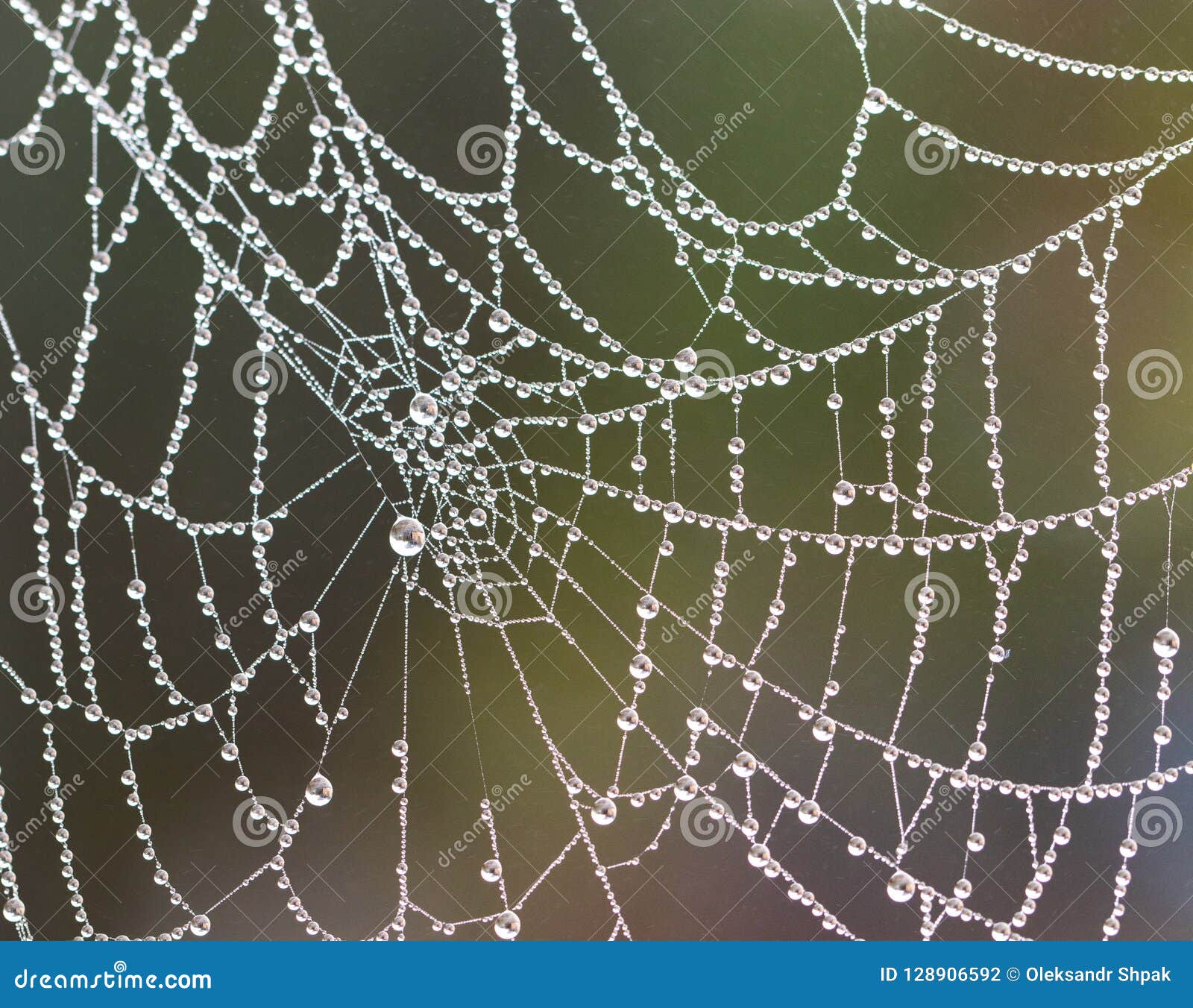 Spider Web with Raindrops on Blurred Background; Close-up Stock Photo ...