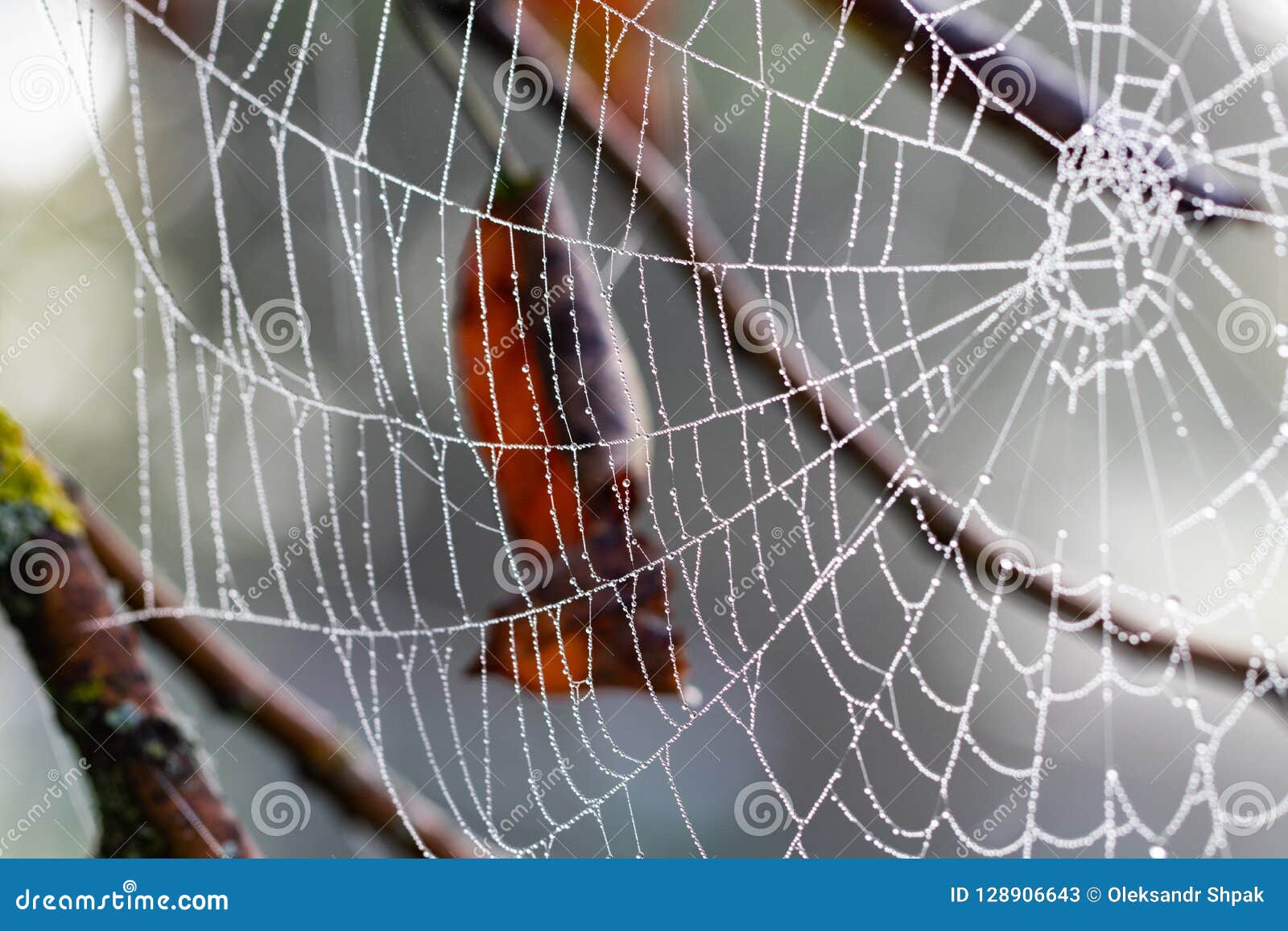 Spider Web with Raindrops on Blurred Background; Close-up Stock Image ...
