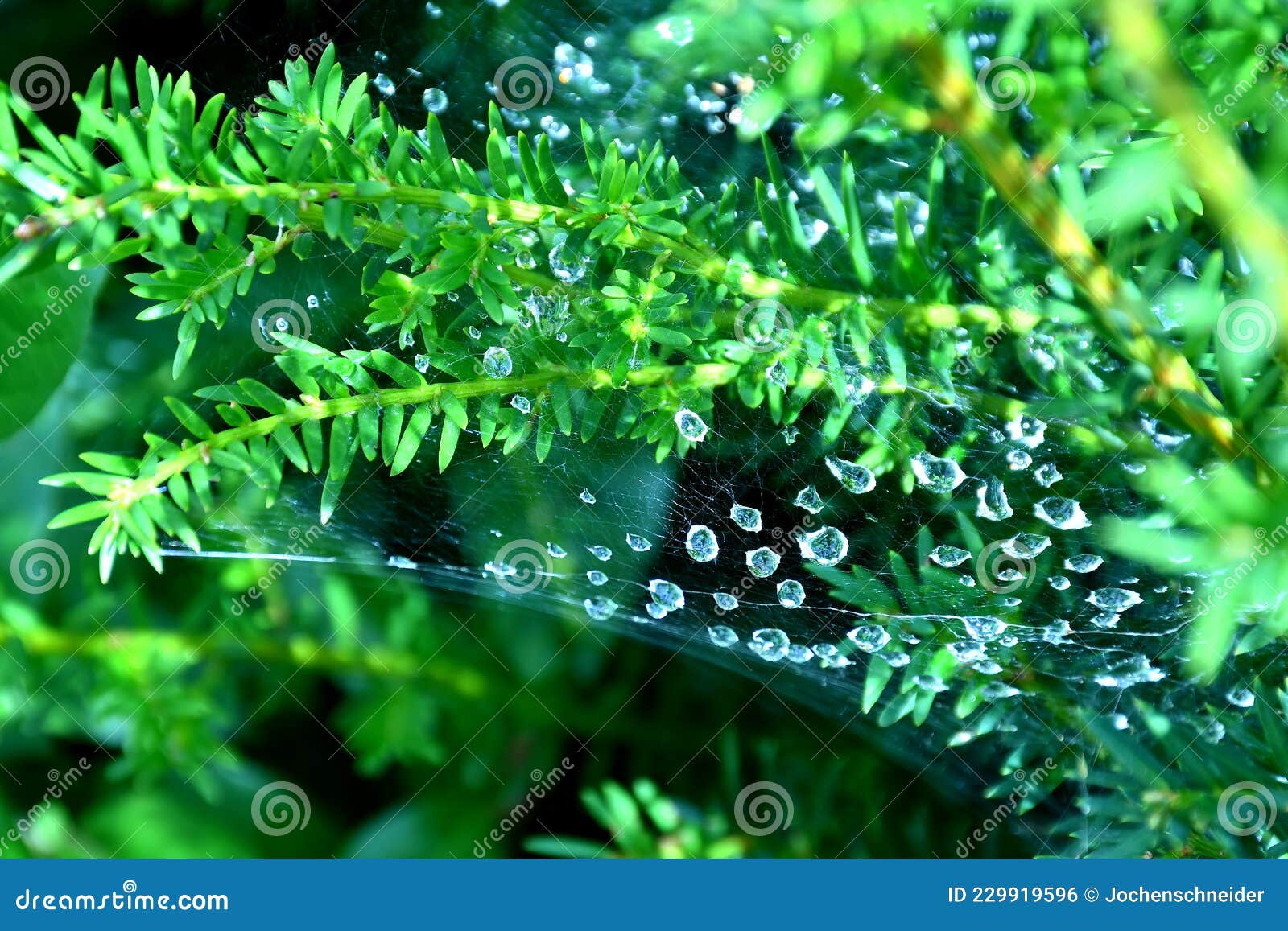 Spider Web with Raindrops on a Bush Stock Photo - Image of closeup ...