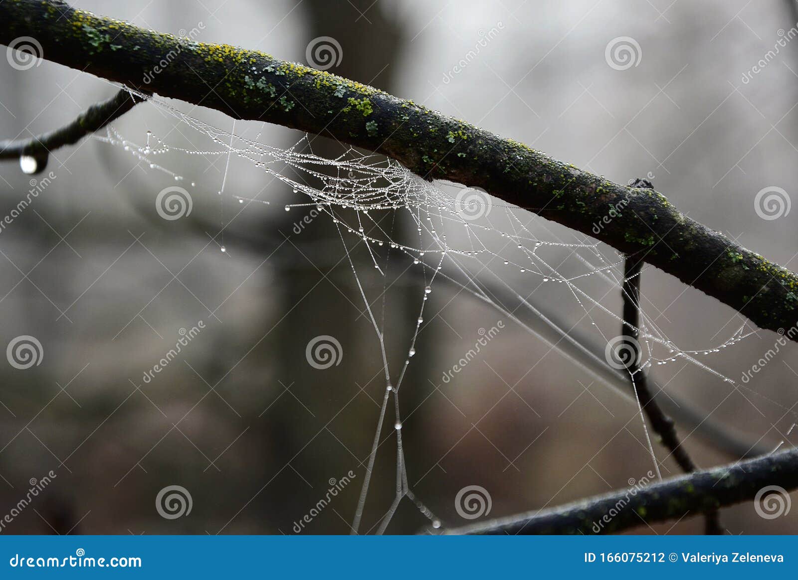 Spider Web with Raindrops, Close-up Stock Photo - Image of rain ...