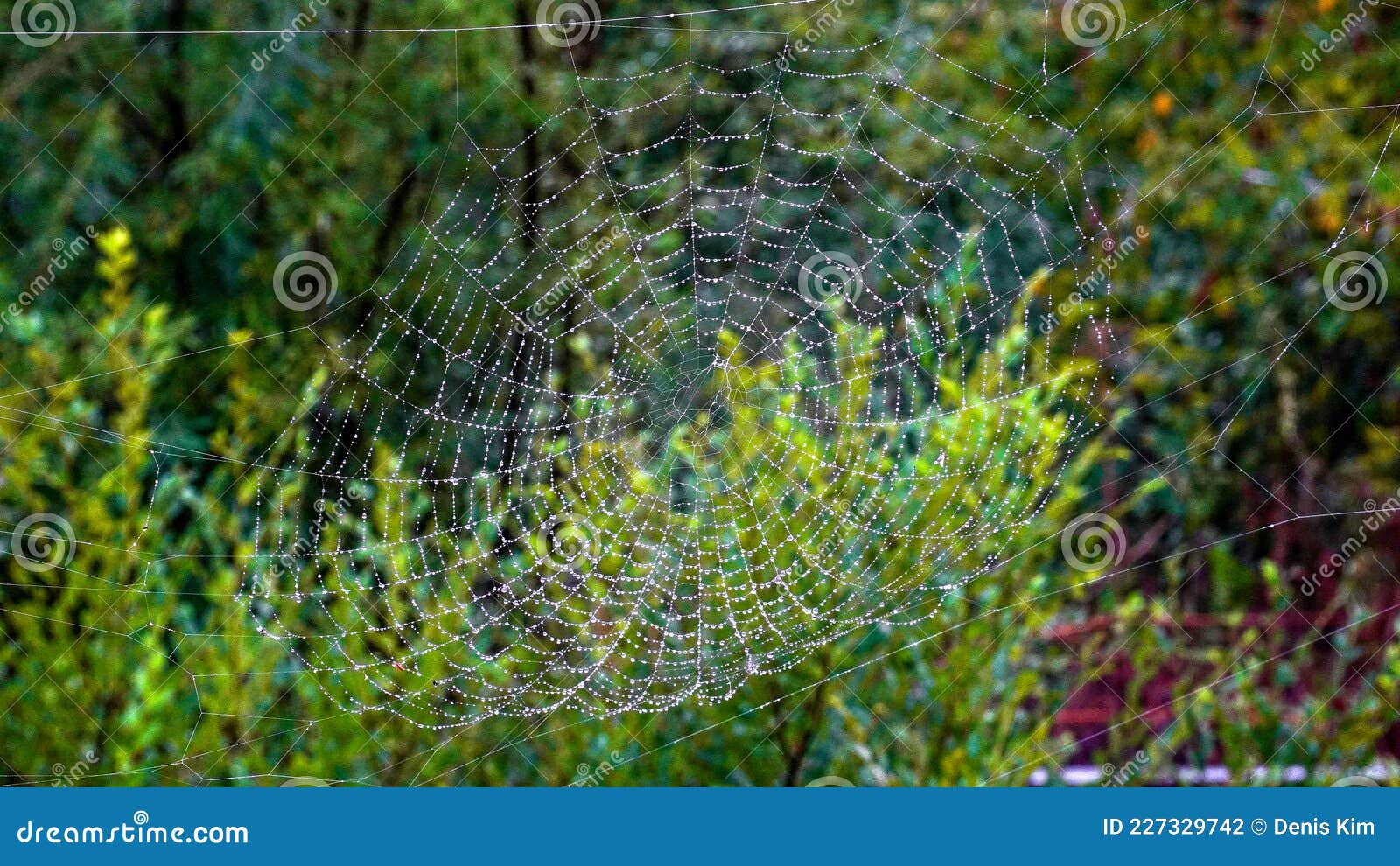 Spider Web in Raindrops, Early Morning Stock Photo - Image of summer ...