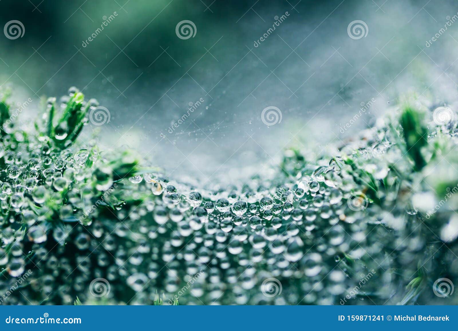 Spider Web with Raindrops in Green Plant Stock Image - Image of garden ...