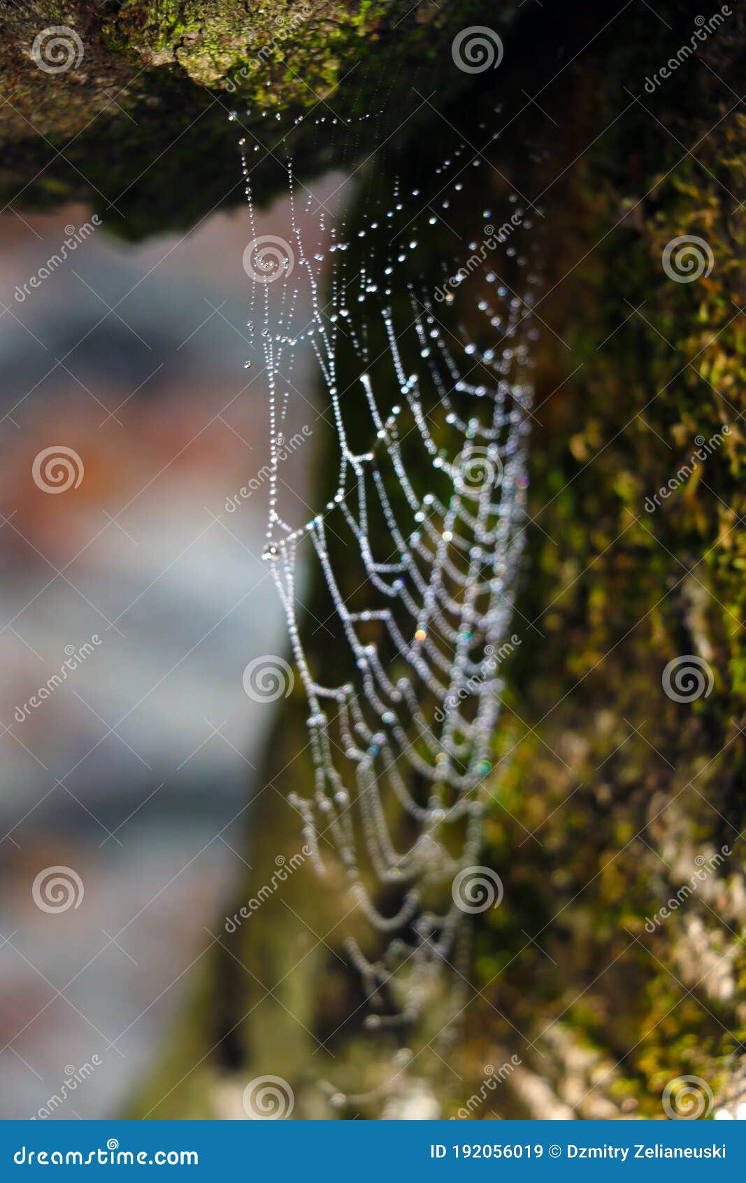 Spider Web With Raindrops On The Background Of Blurred Trunks And ...