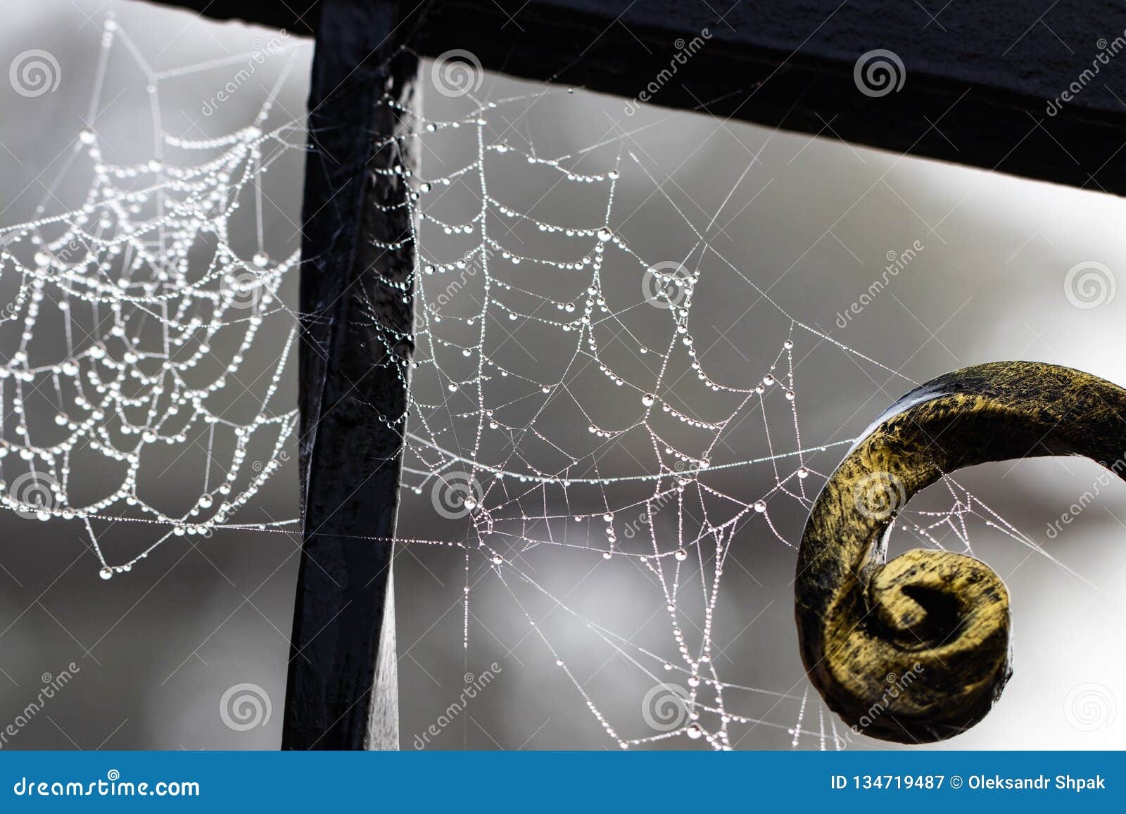 Spider Web with Raindrops on Metal Forged Construction Stock Image ...